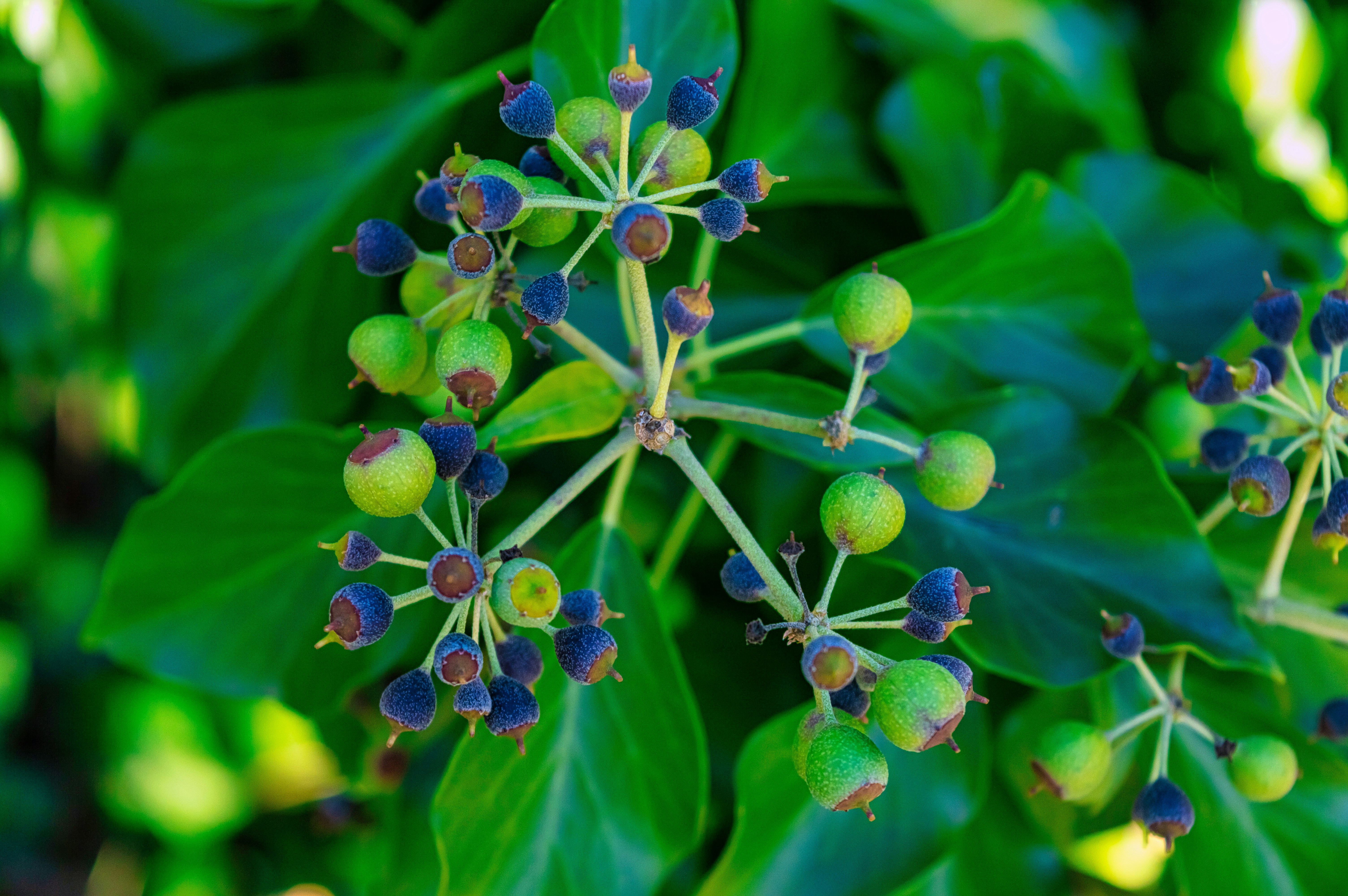 Emerald Berries in Velvet Green: A Macro Portrait of Seed Clusters