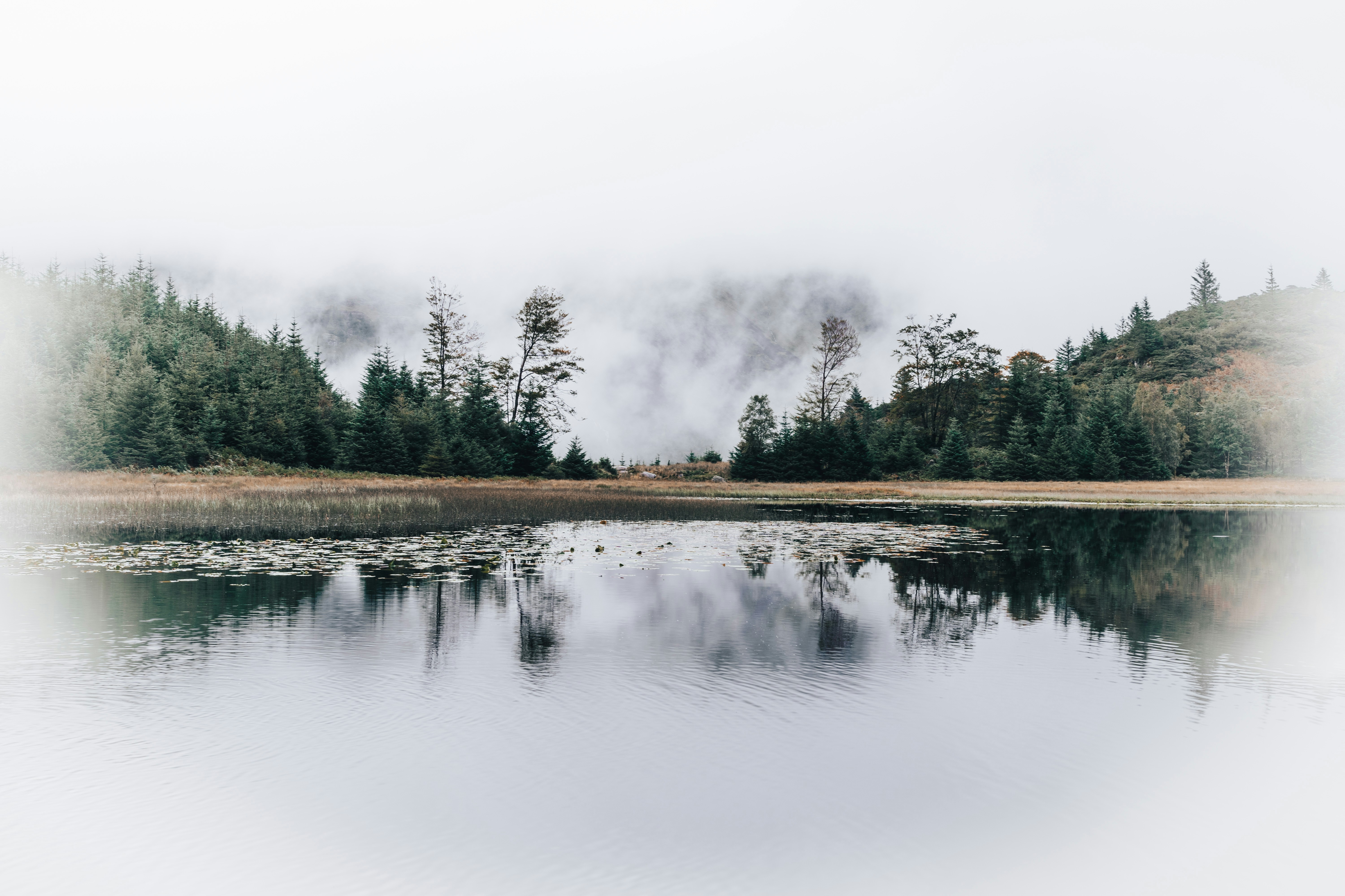 Mist over a Quiet Lake: Glassy Water and Distant Pines