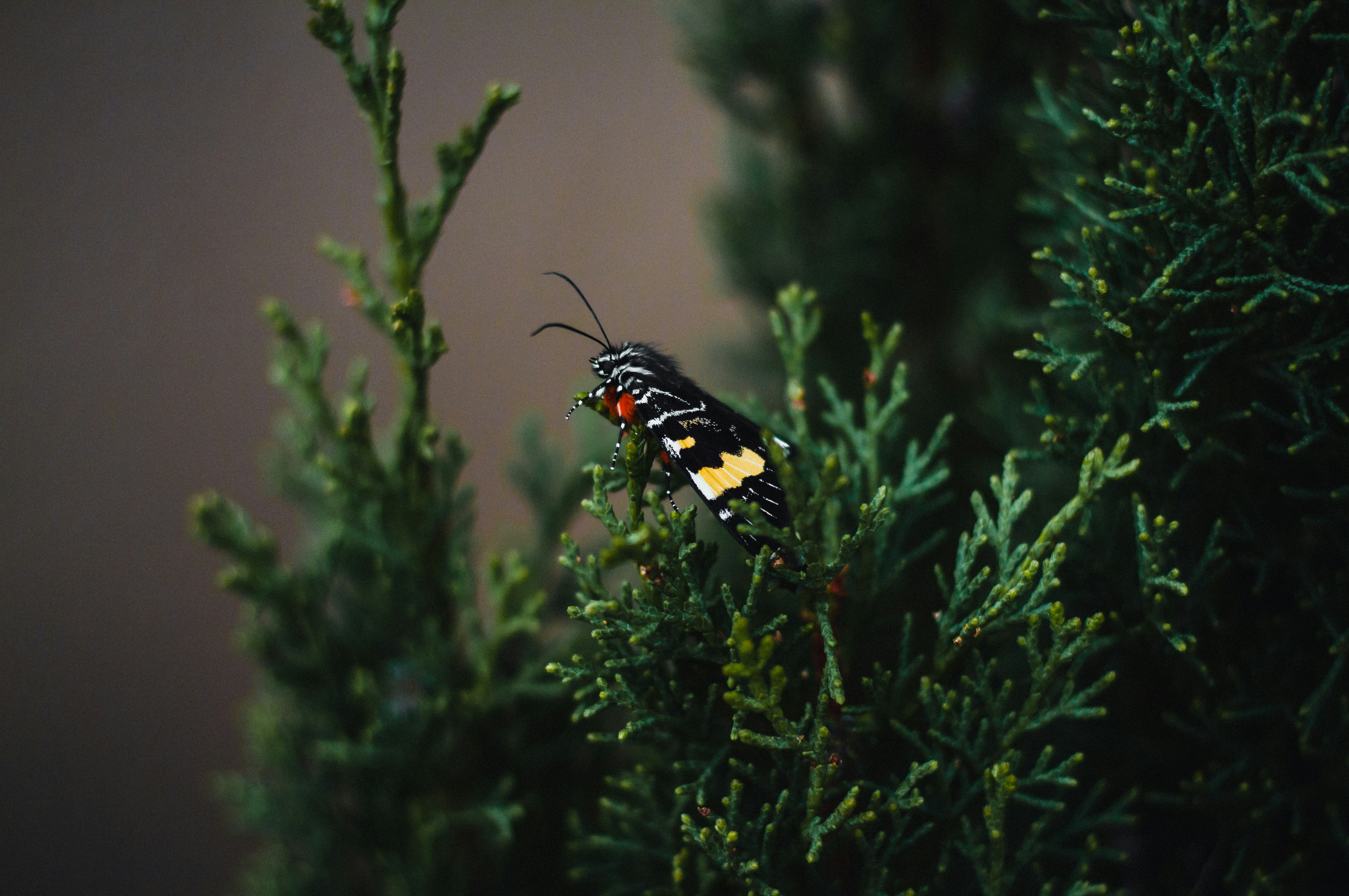 Conifer Wisp: A Black-and-Yellow Butterfly Perched on Pine Needles