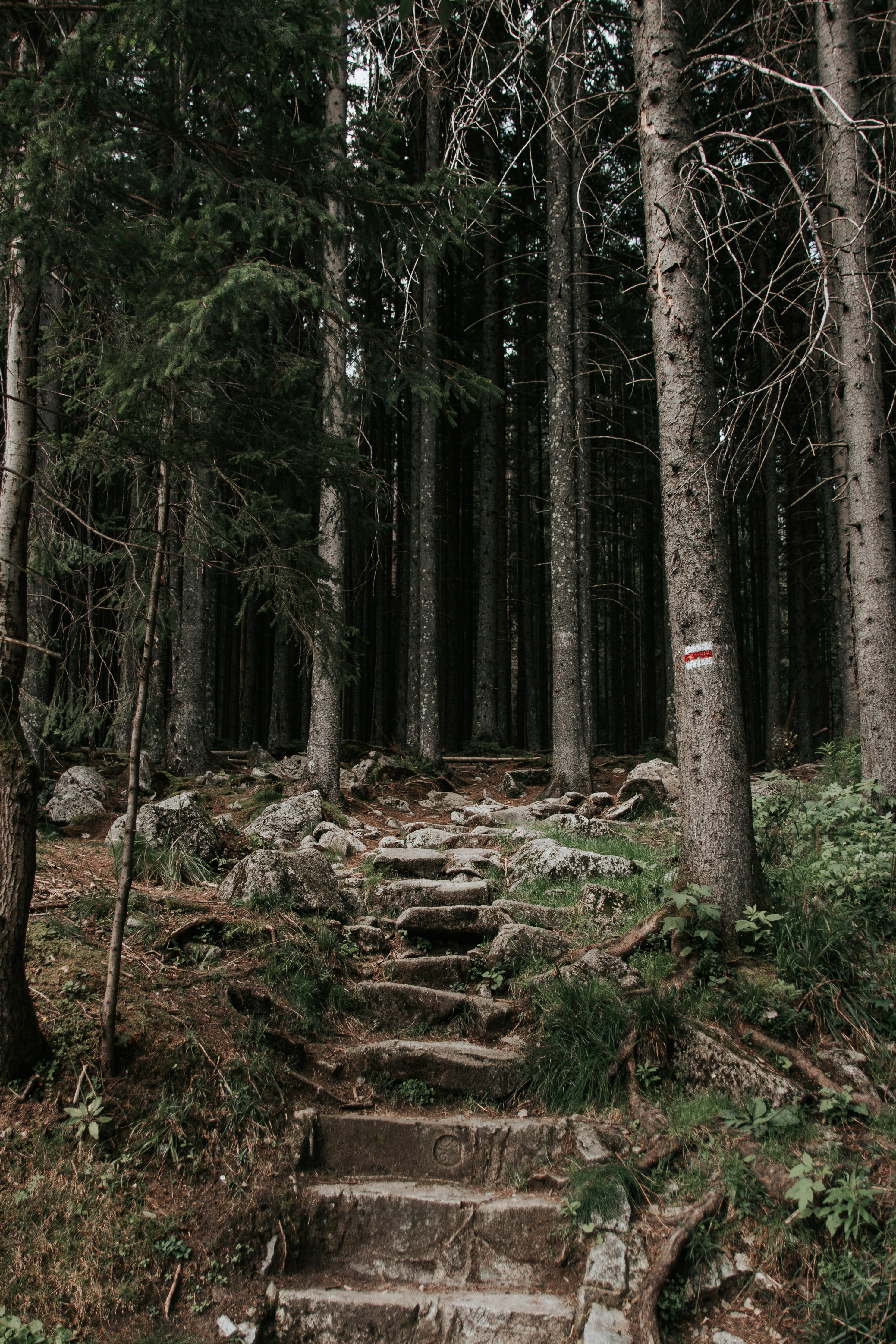 Forest Staircase into Shadows
