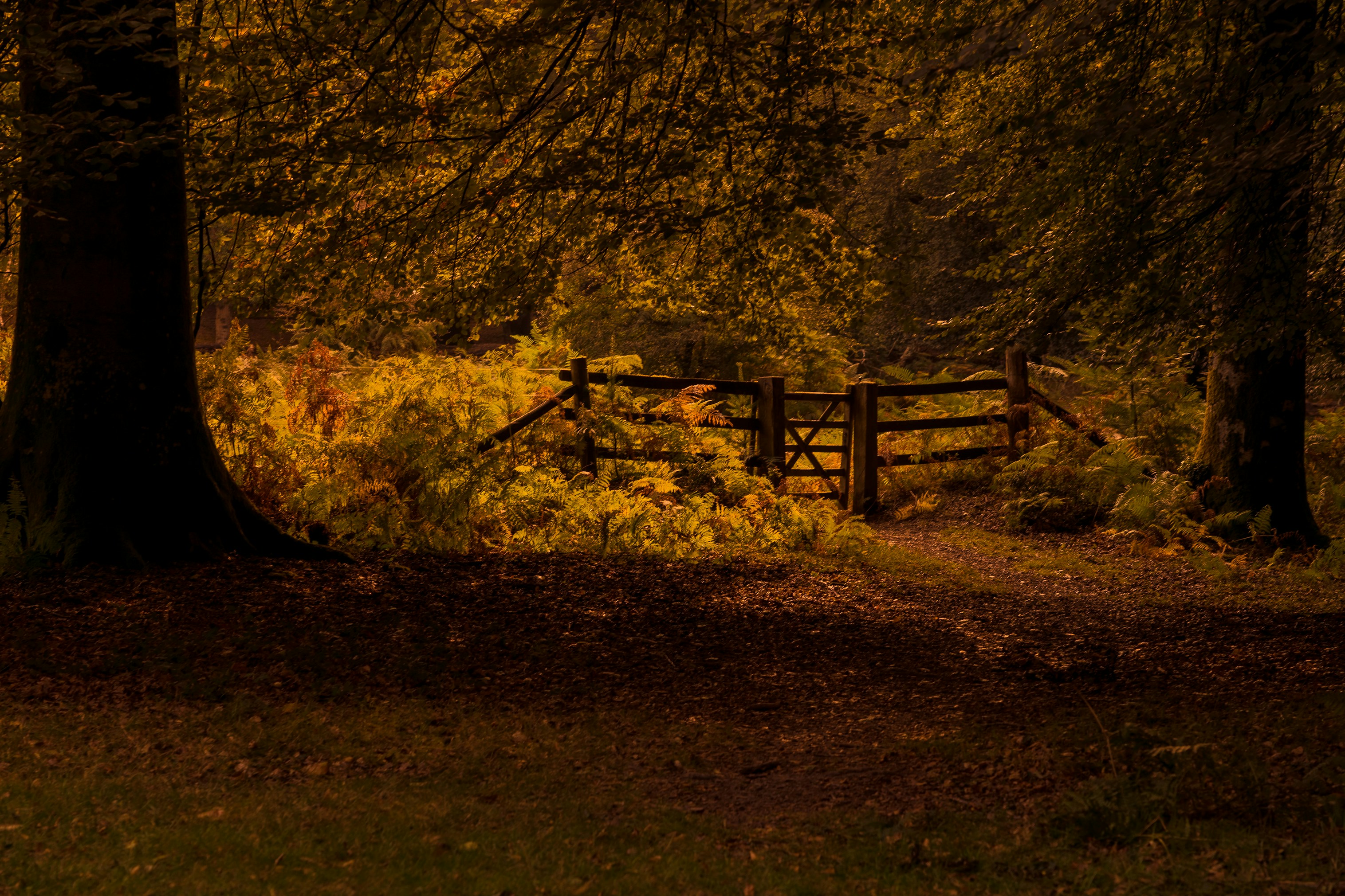 Dusk Gate: Quiet Path Through Golden Autumn Light