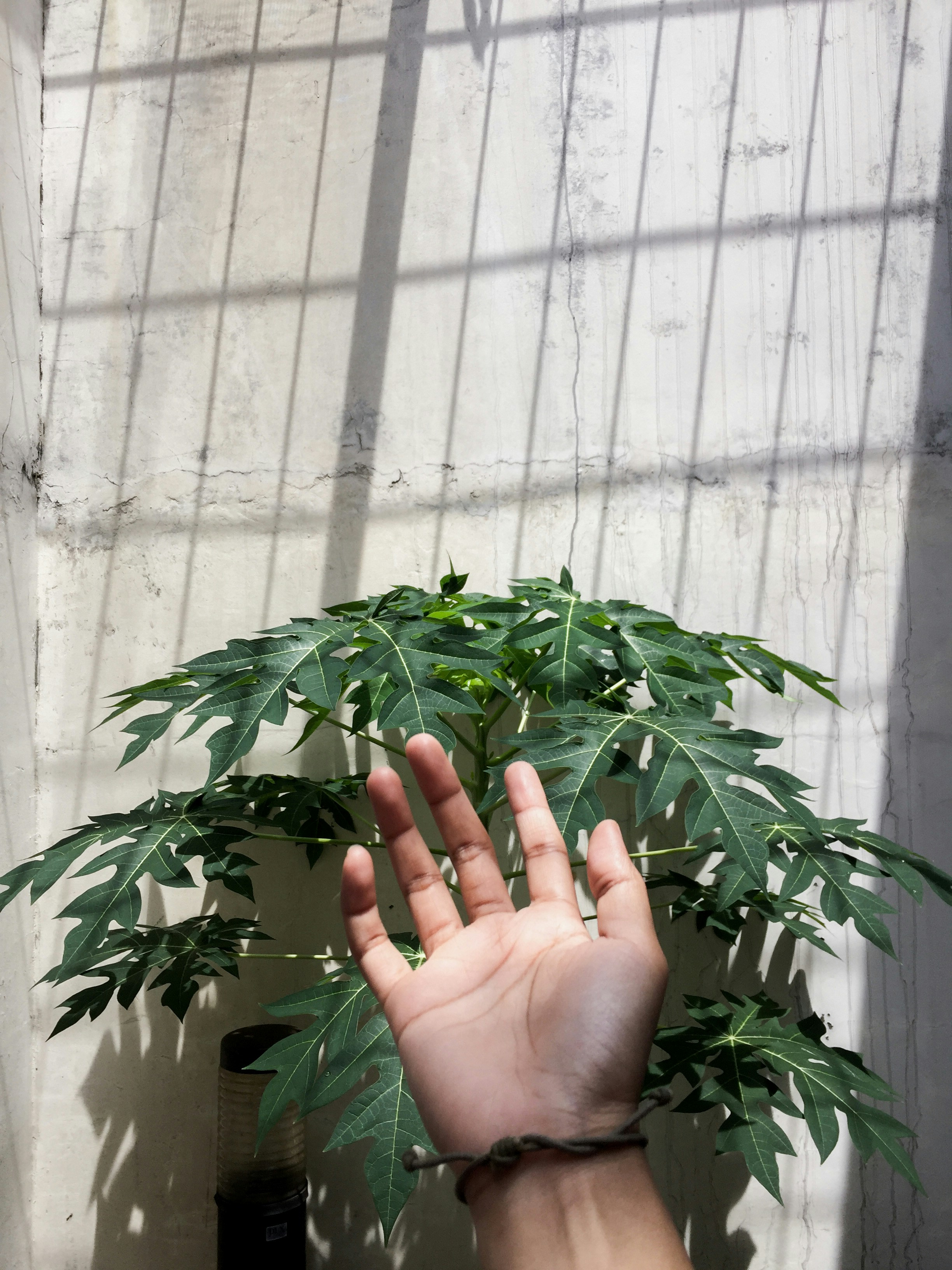 A hand reaches toward a vibrant papaya plant, framed by soft shadows on a textured wall. The interplay of light and green foliage creates a serene atmosphere.