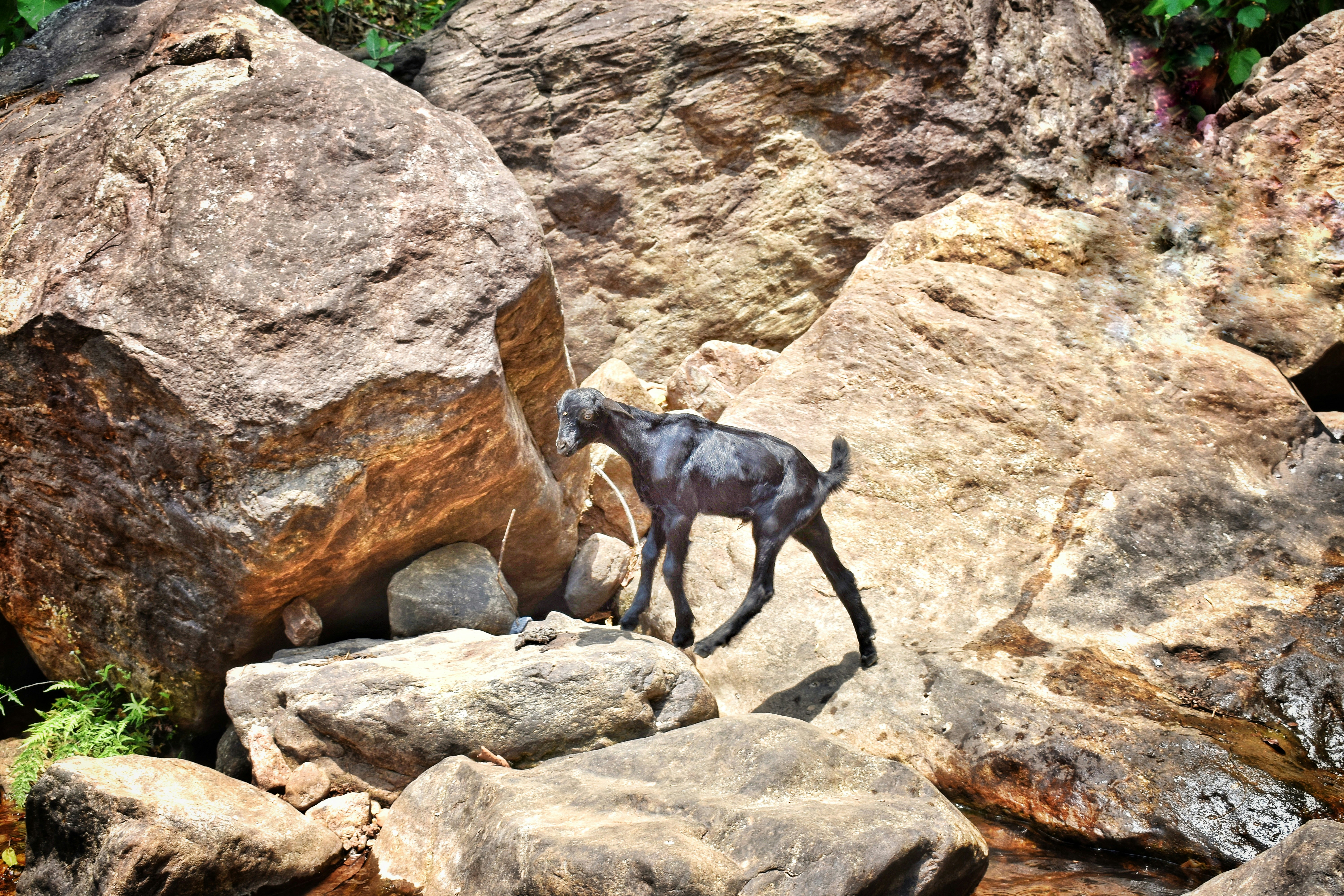 black short coated medium sized dog on rocky ground during daytime