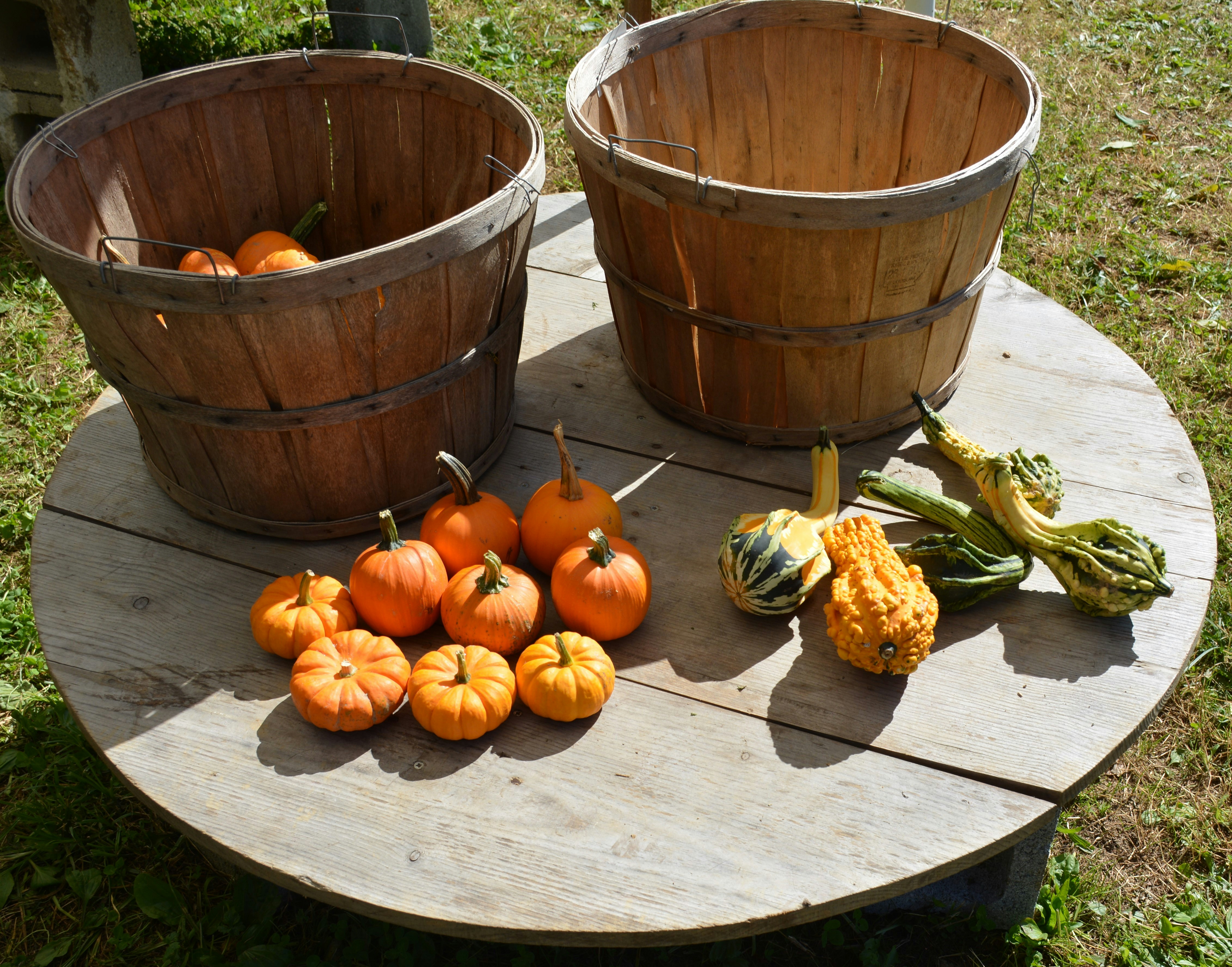 Round Table Harvest: Petite Pumpkins, Gourds, and Weathered Buckets in Sunlit Setup