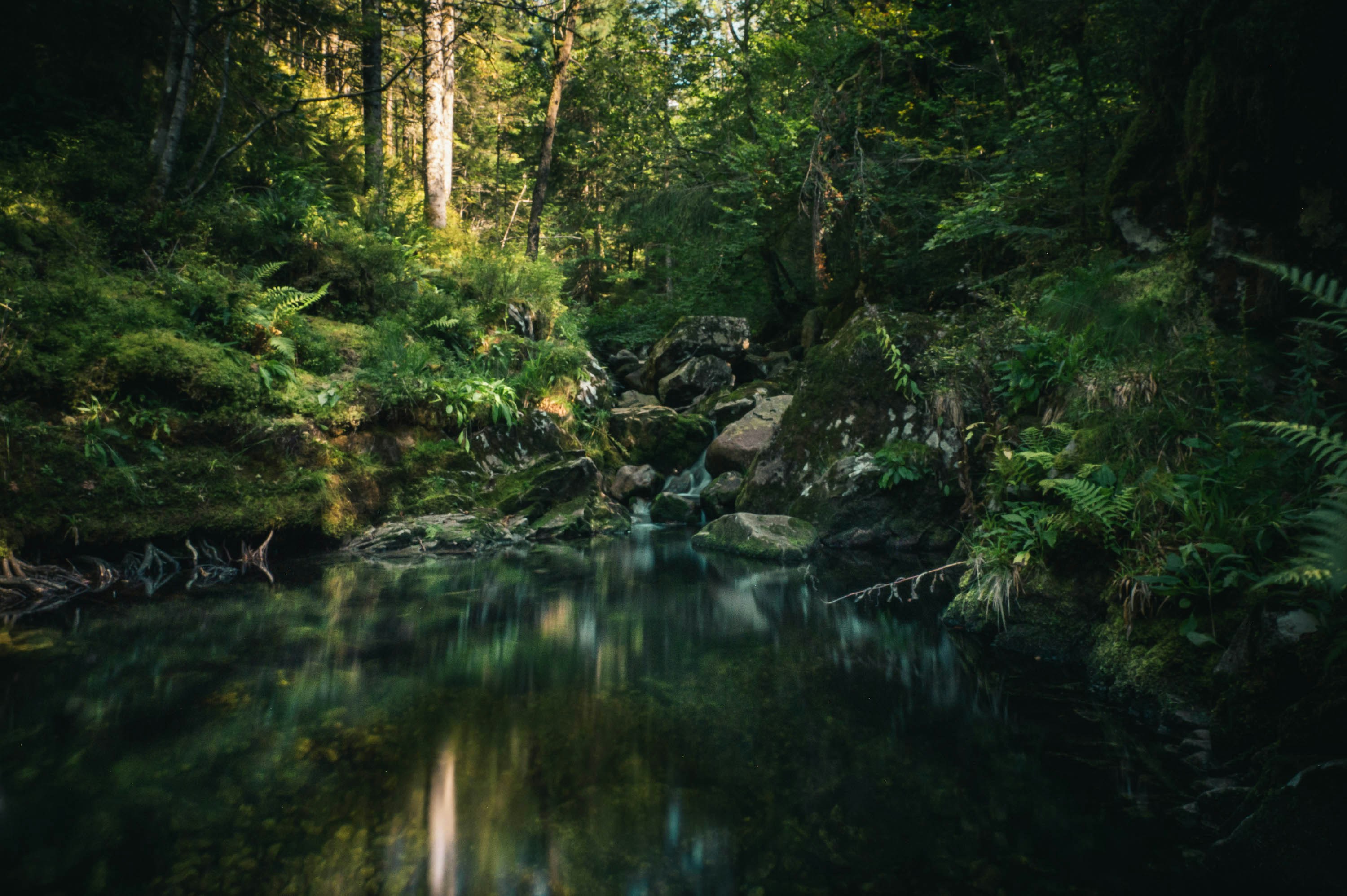 Green trees beside river during daytime photo – Free Water Image on Unsplash