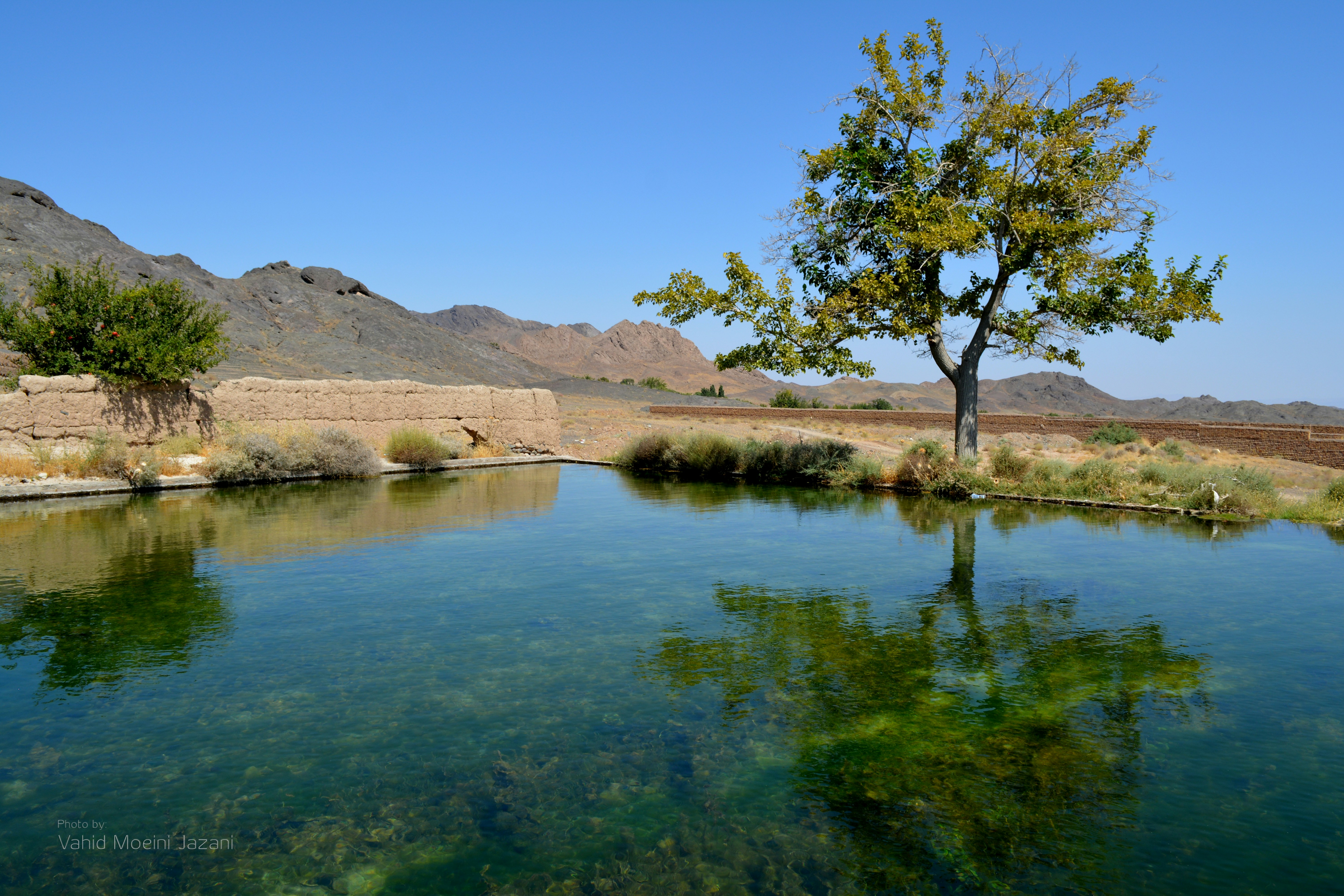 Desert Oasis Sentinel: Lone Tree by a Mirror-like Pool