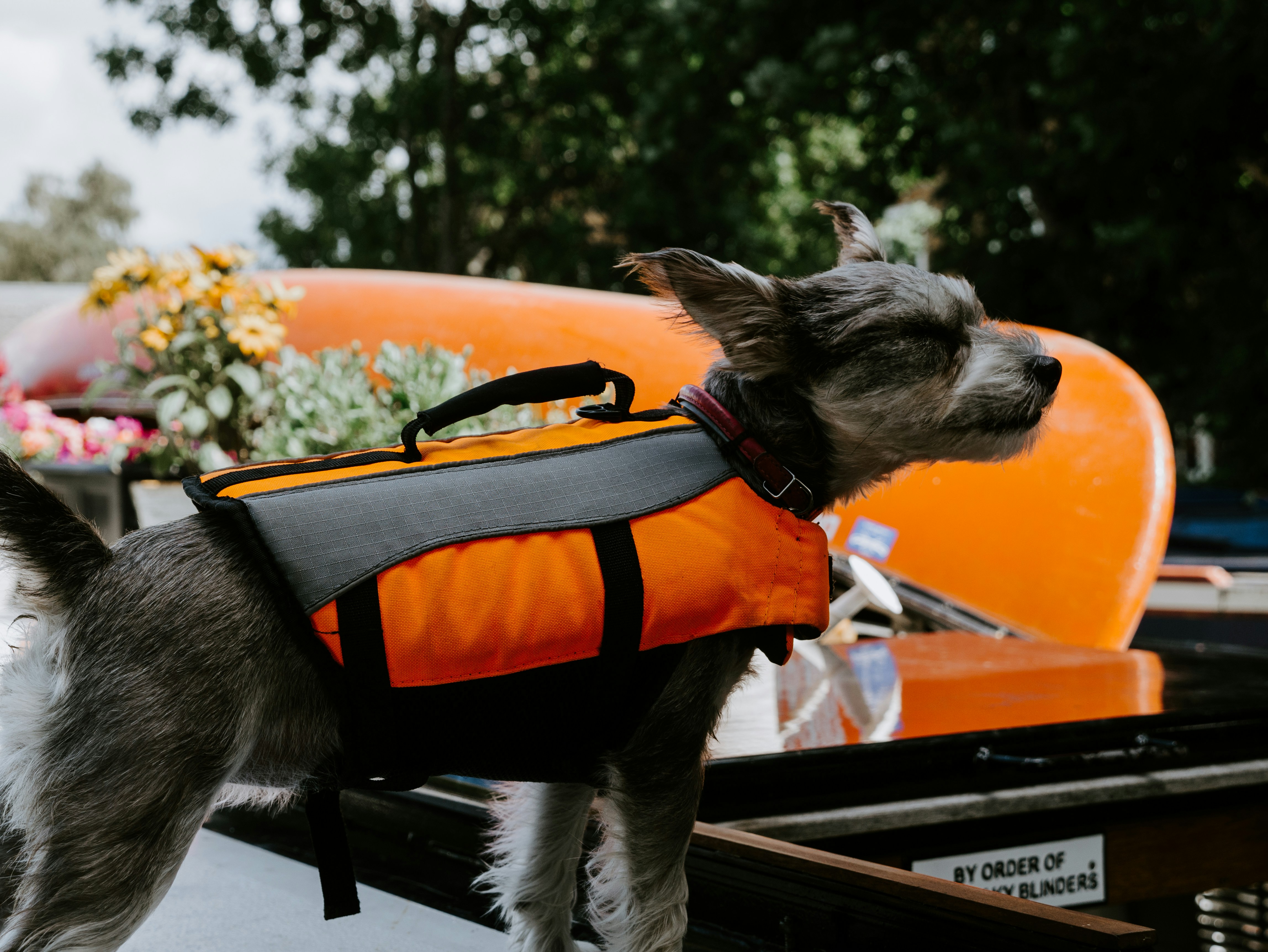 Orange-vested Retriever on a Dockside Run