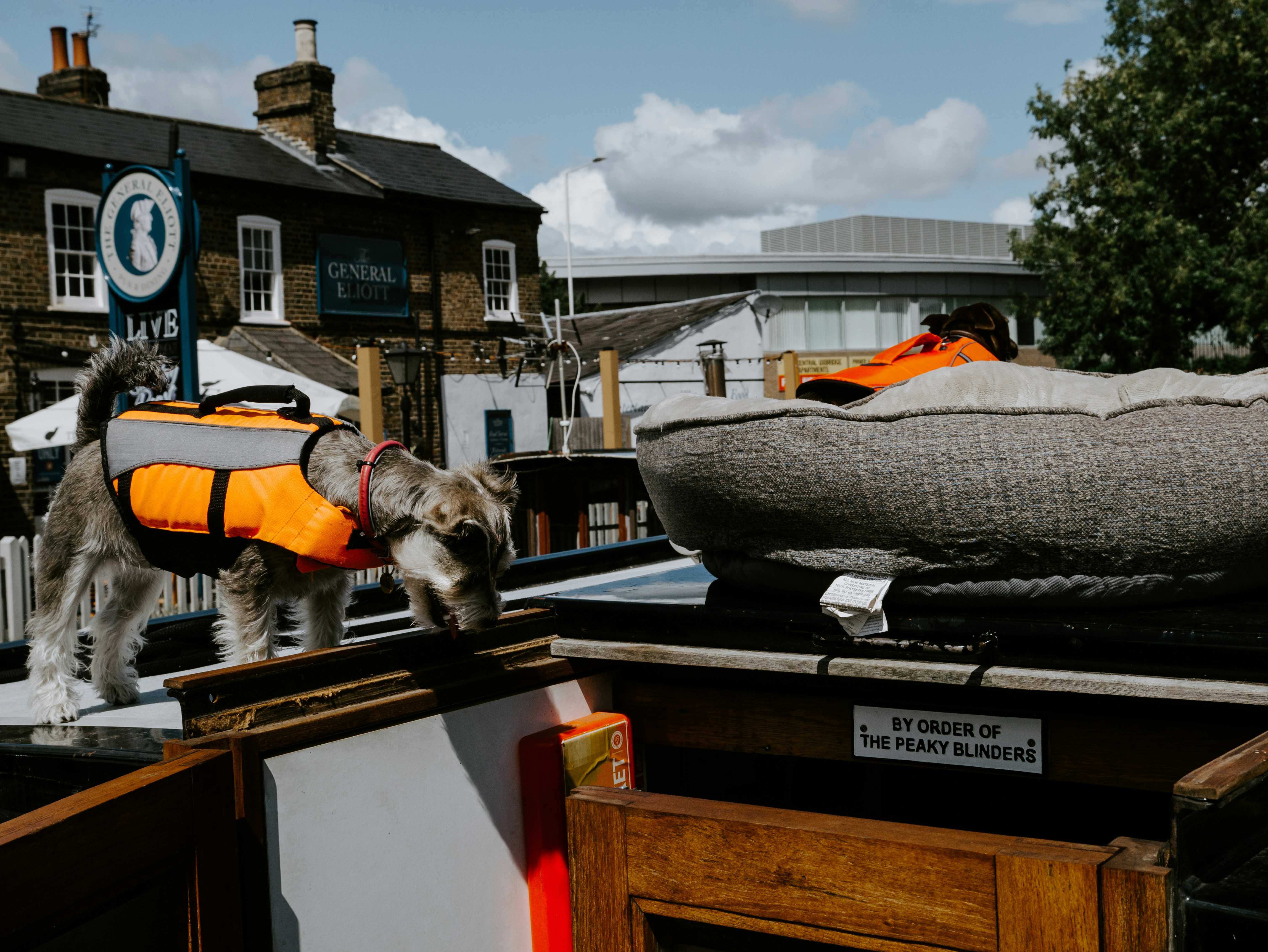 Quayside Sentinel: A Life-Jacketed Dog Patrols a Sunlit Wharf