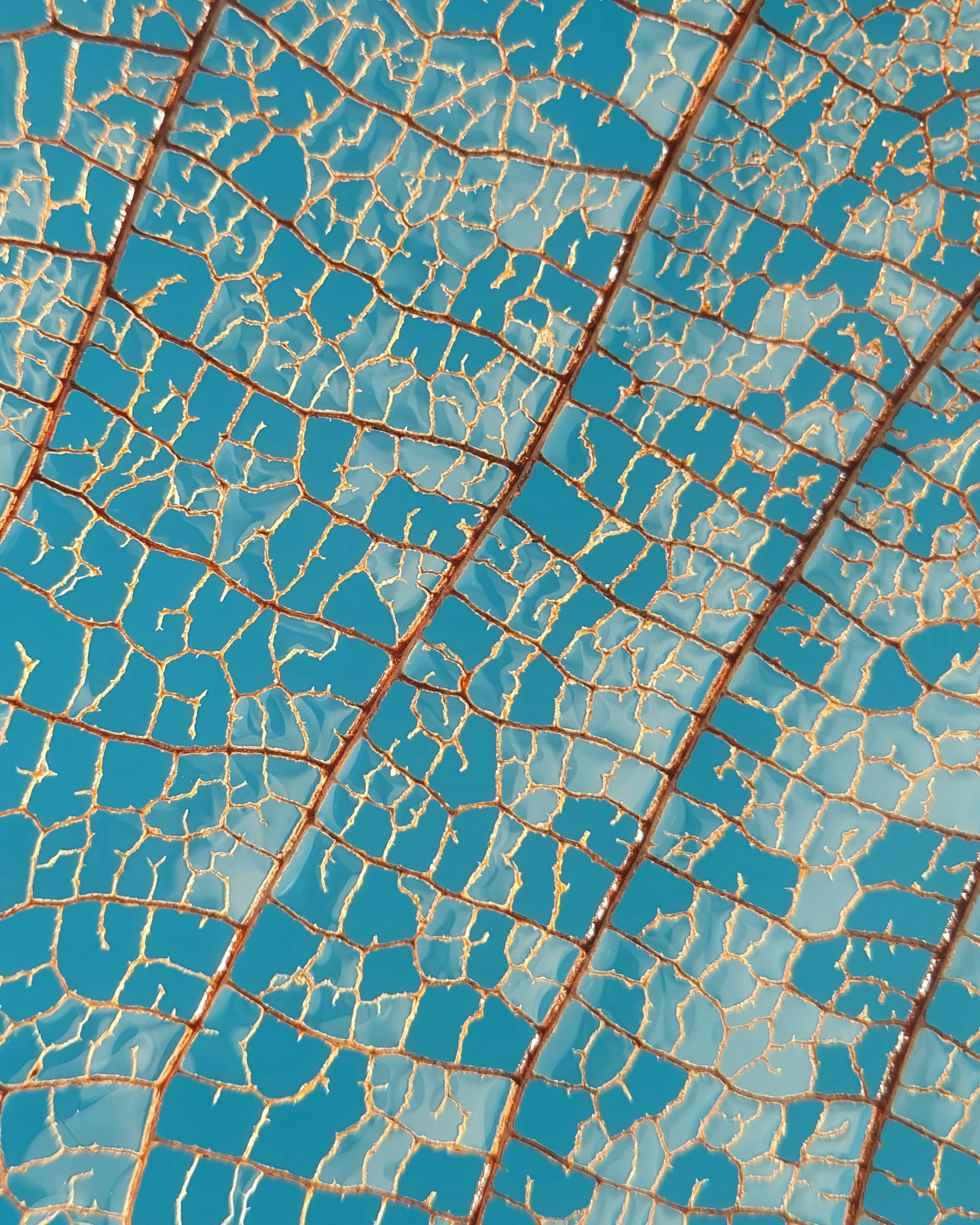 Close-up photograph of a dried leaf skeleton with turquoise sky visible through its vein network. The intricate lattice of veins creates a lace-like texture.