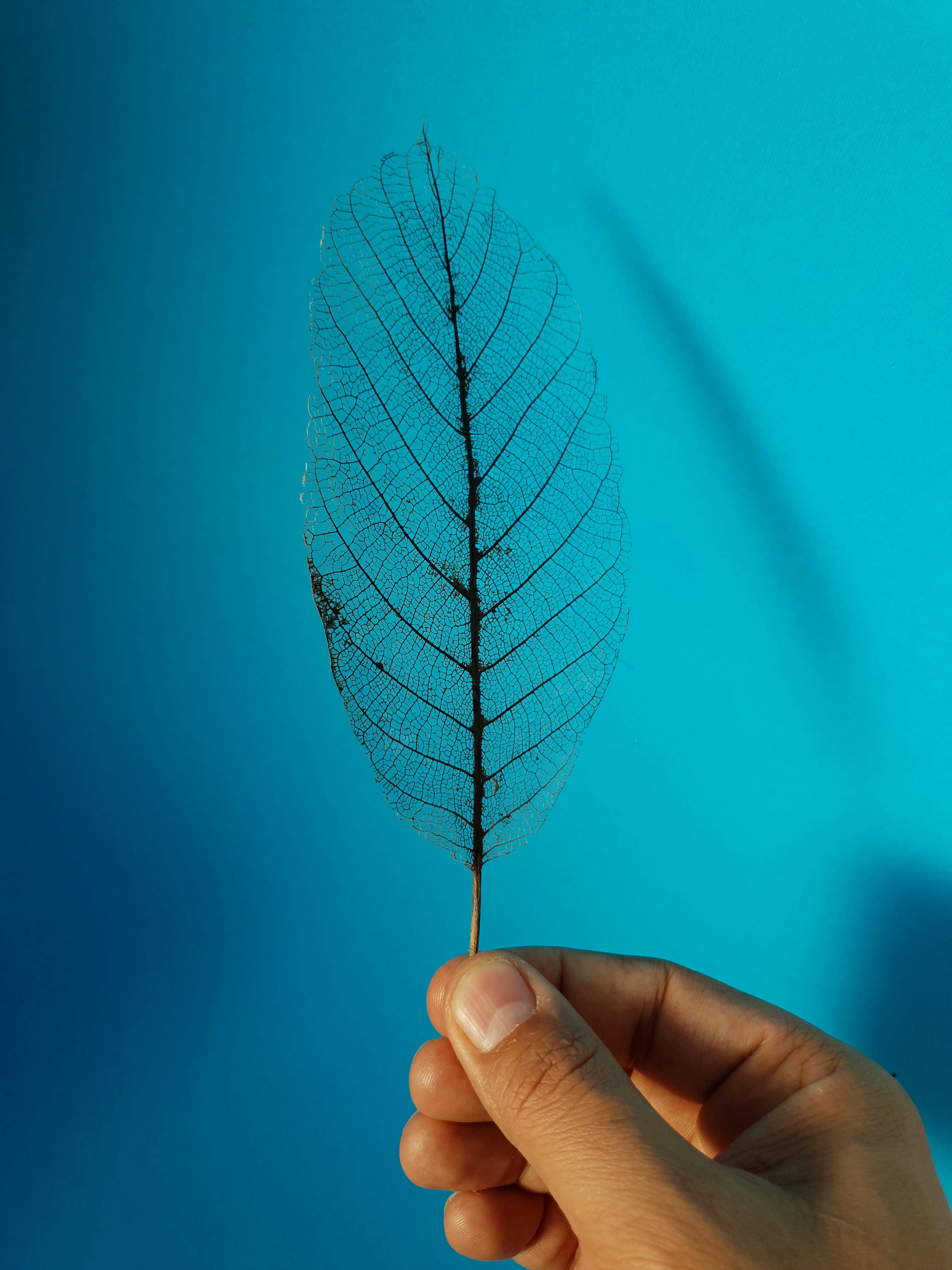 Blue Leaf Pictures | Download Free Images on Unsplash