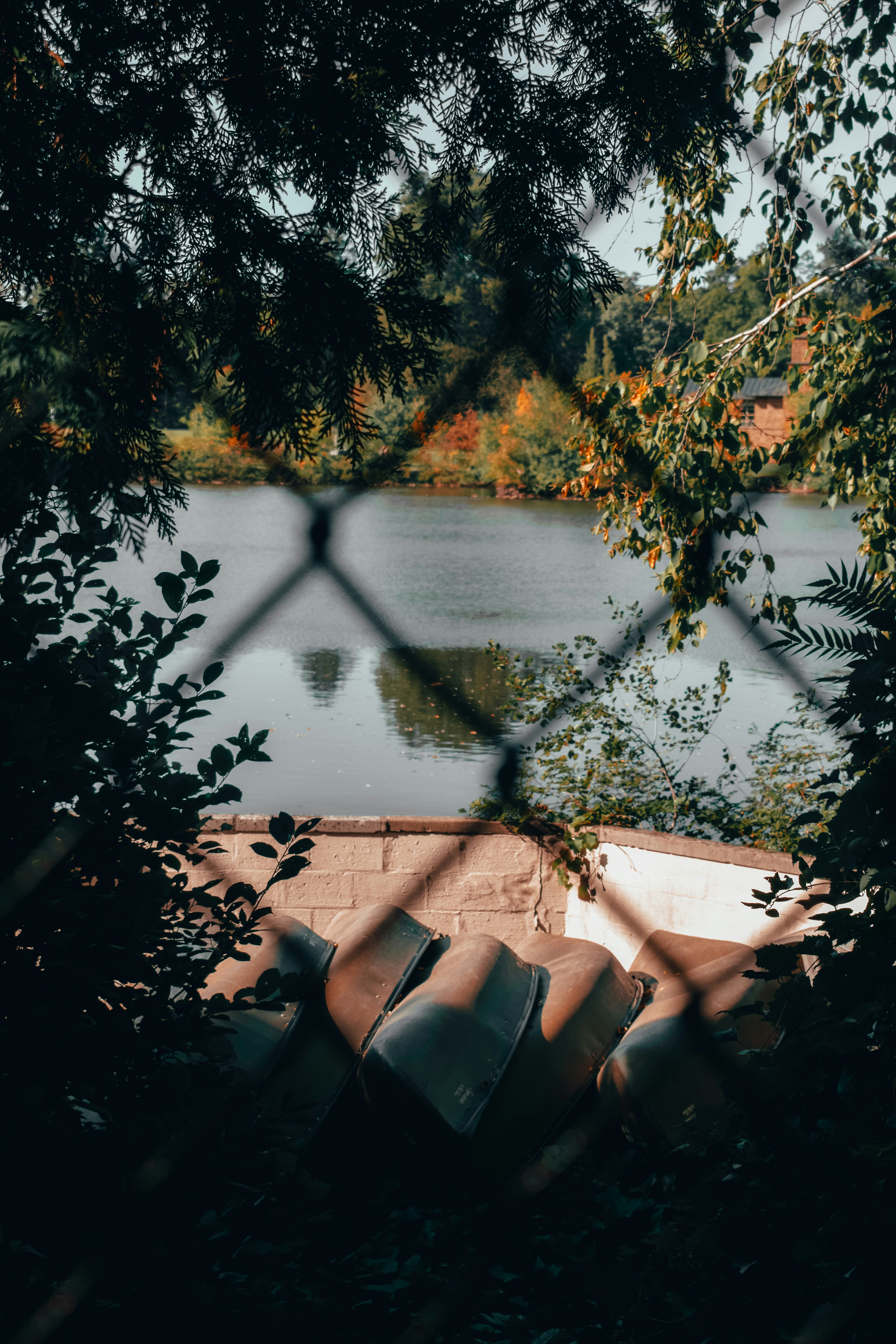 Hidden Boat Dlares Beneath a Lattice of Leaves