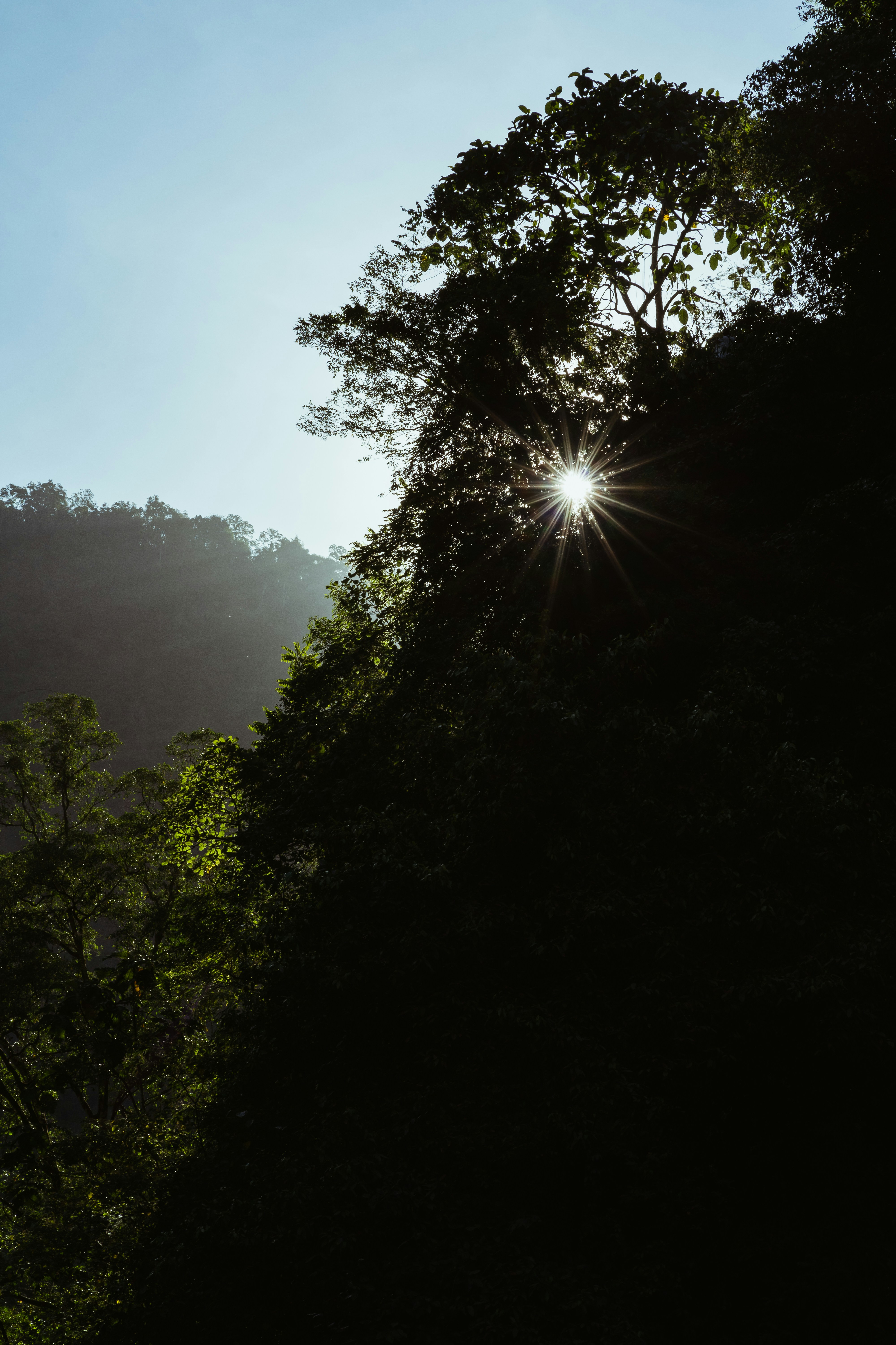 Sunlight piercing through dense tree foliage in a wooded area, casting intricate shadows.