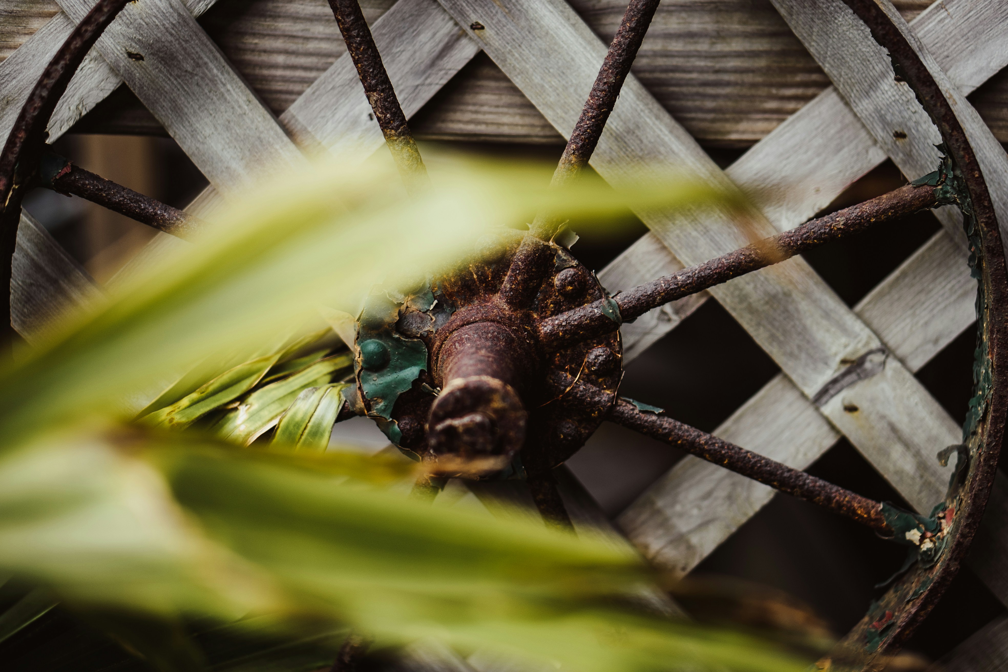 Rust-Hued Wheel Encased by Weathered Lattice and Blurred Foliage