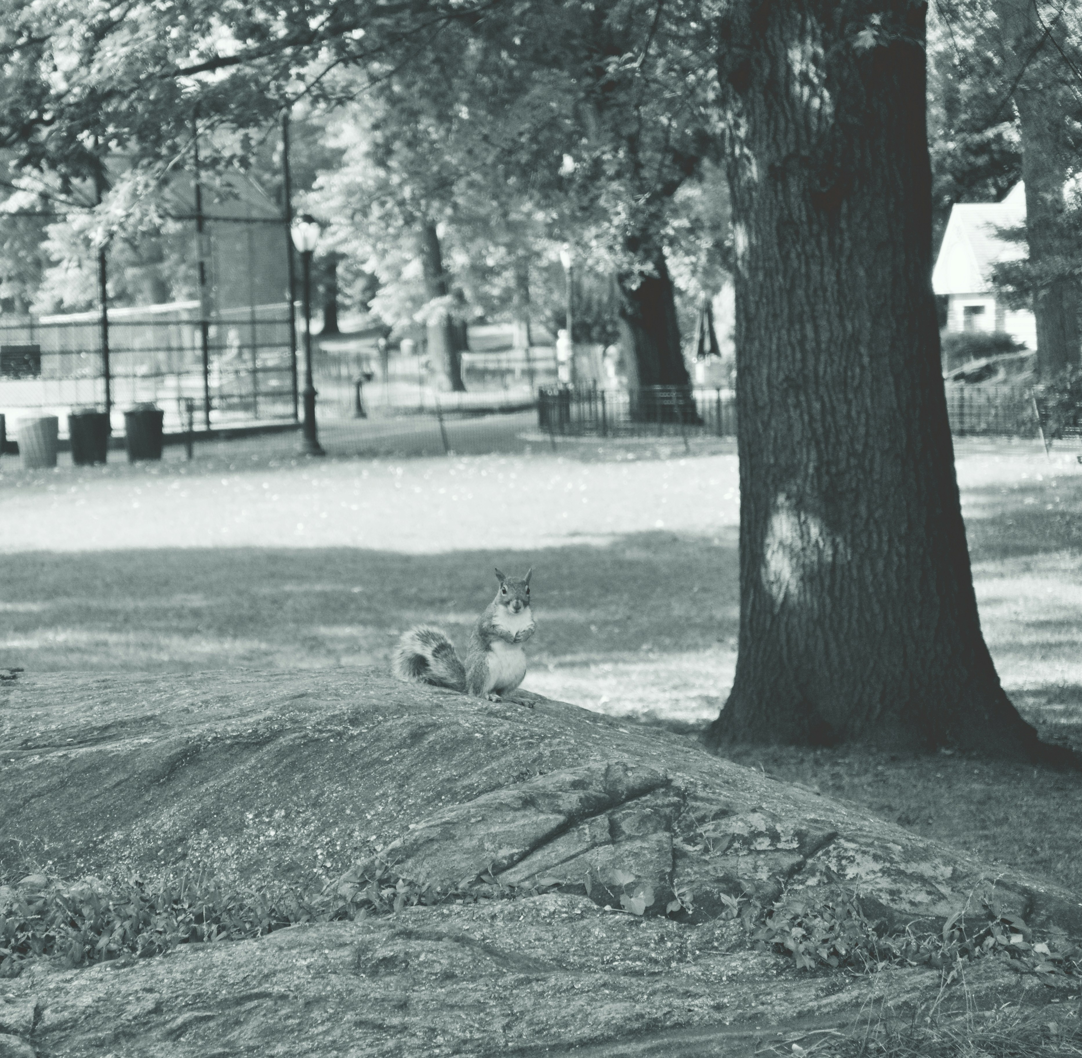 Park Squirrel on a sunlit mossy mound beside a sturdy oak