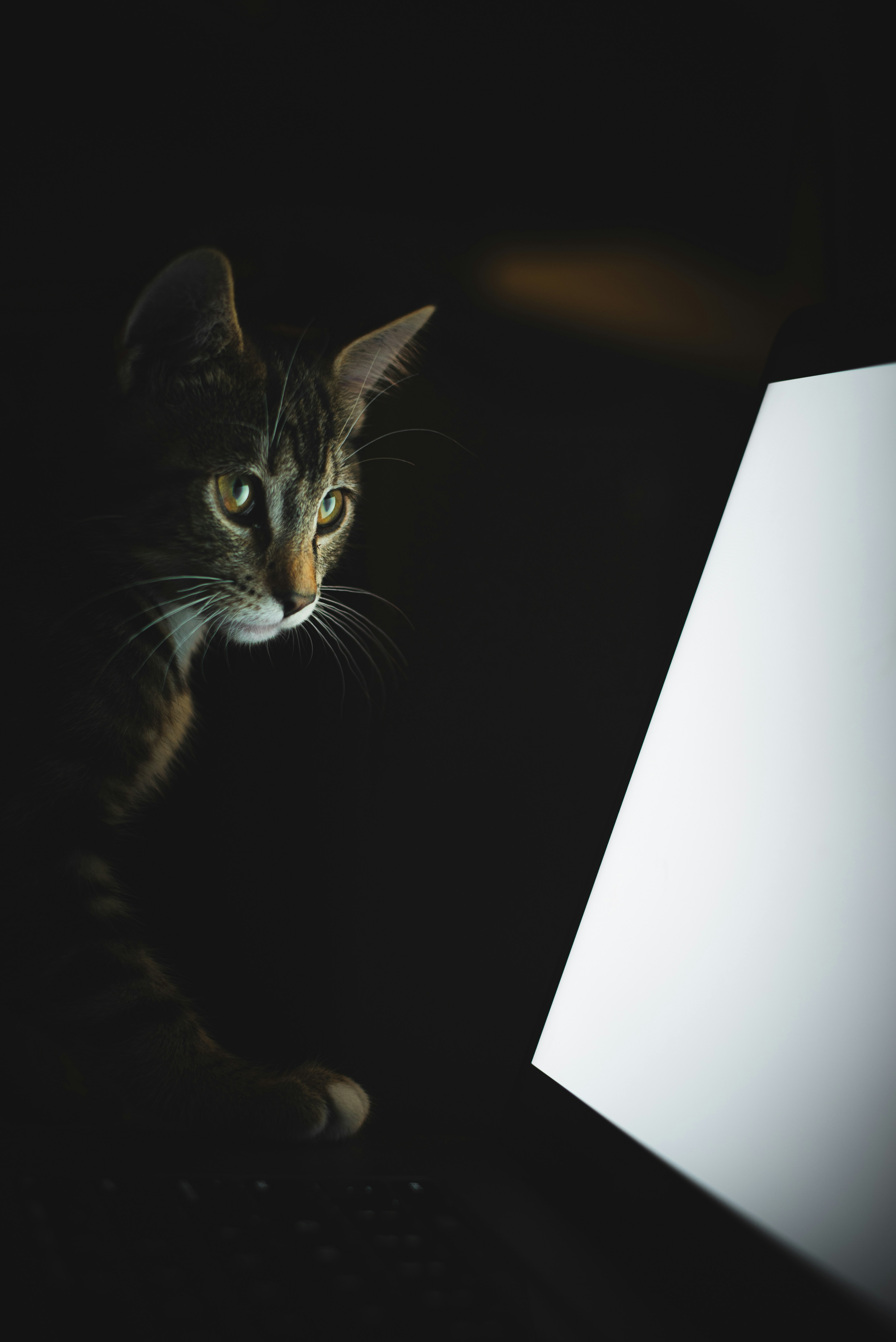 Cat is looking something on the screen