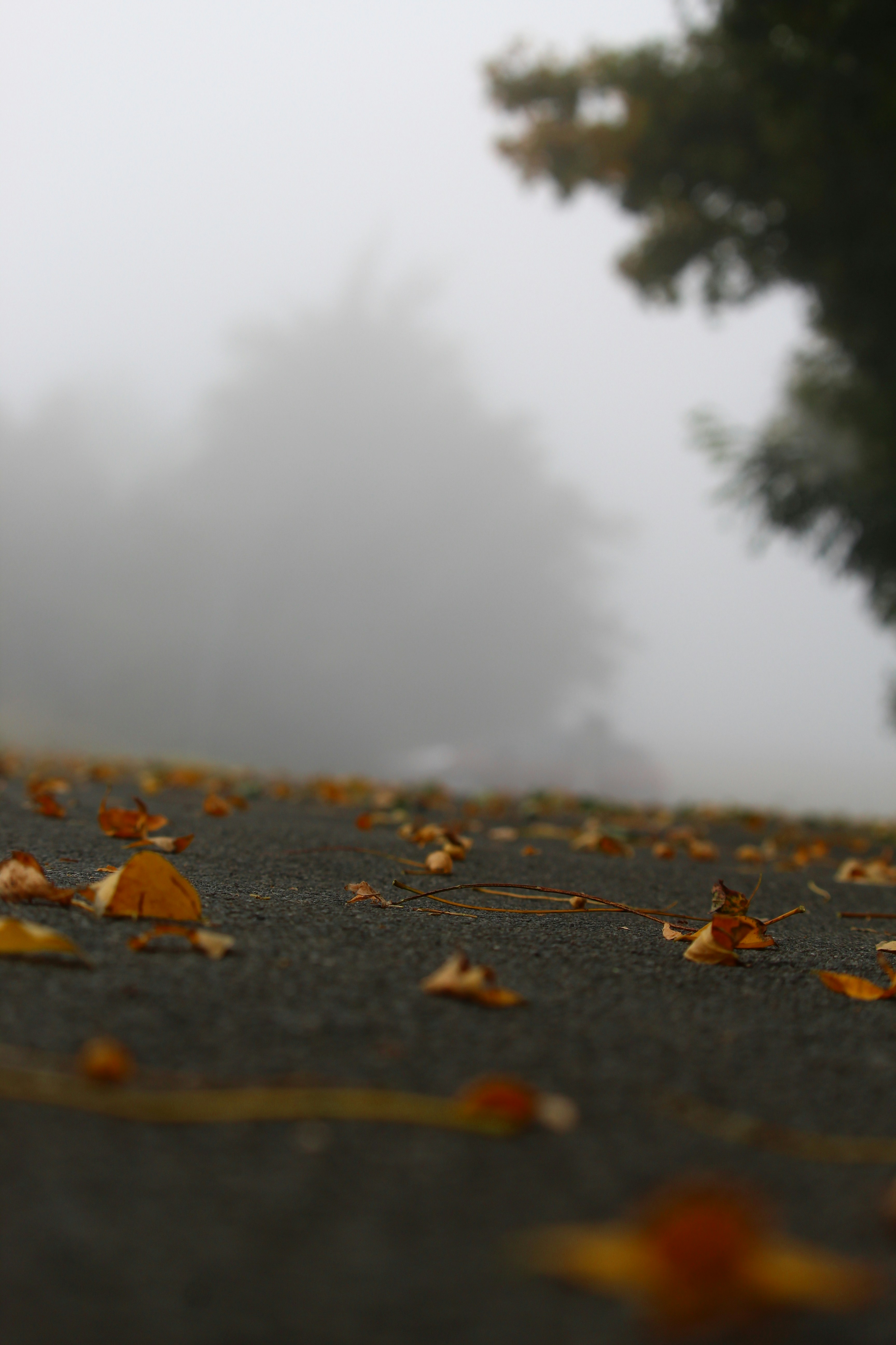 brown leaves on gray concrete ground during daytime