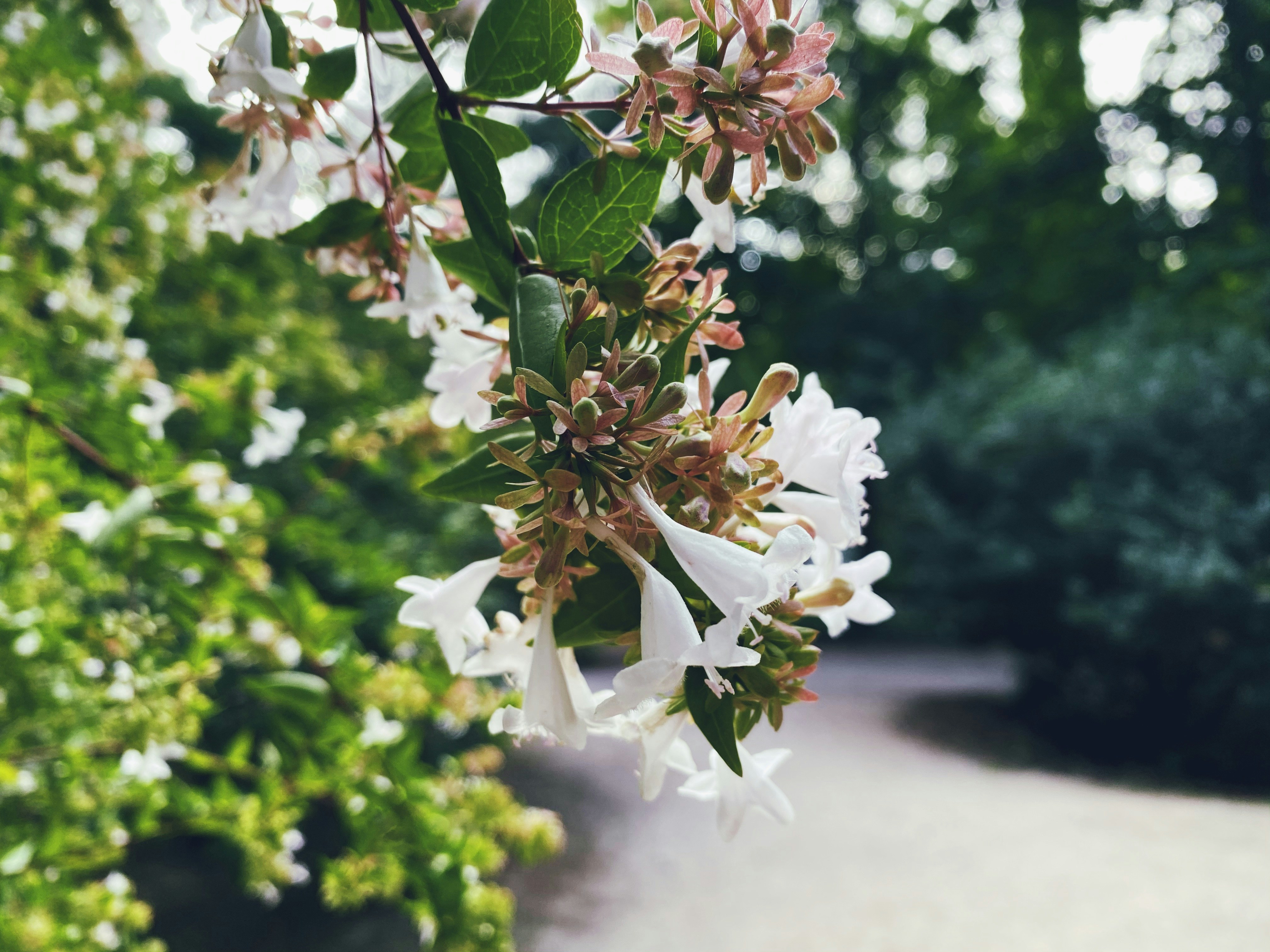 Petal Lace: Close-Up of White Blossoms Framing a Garden Path