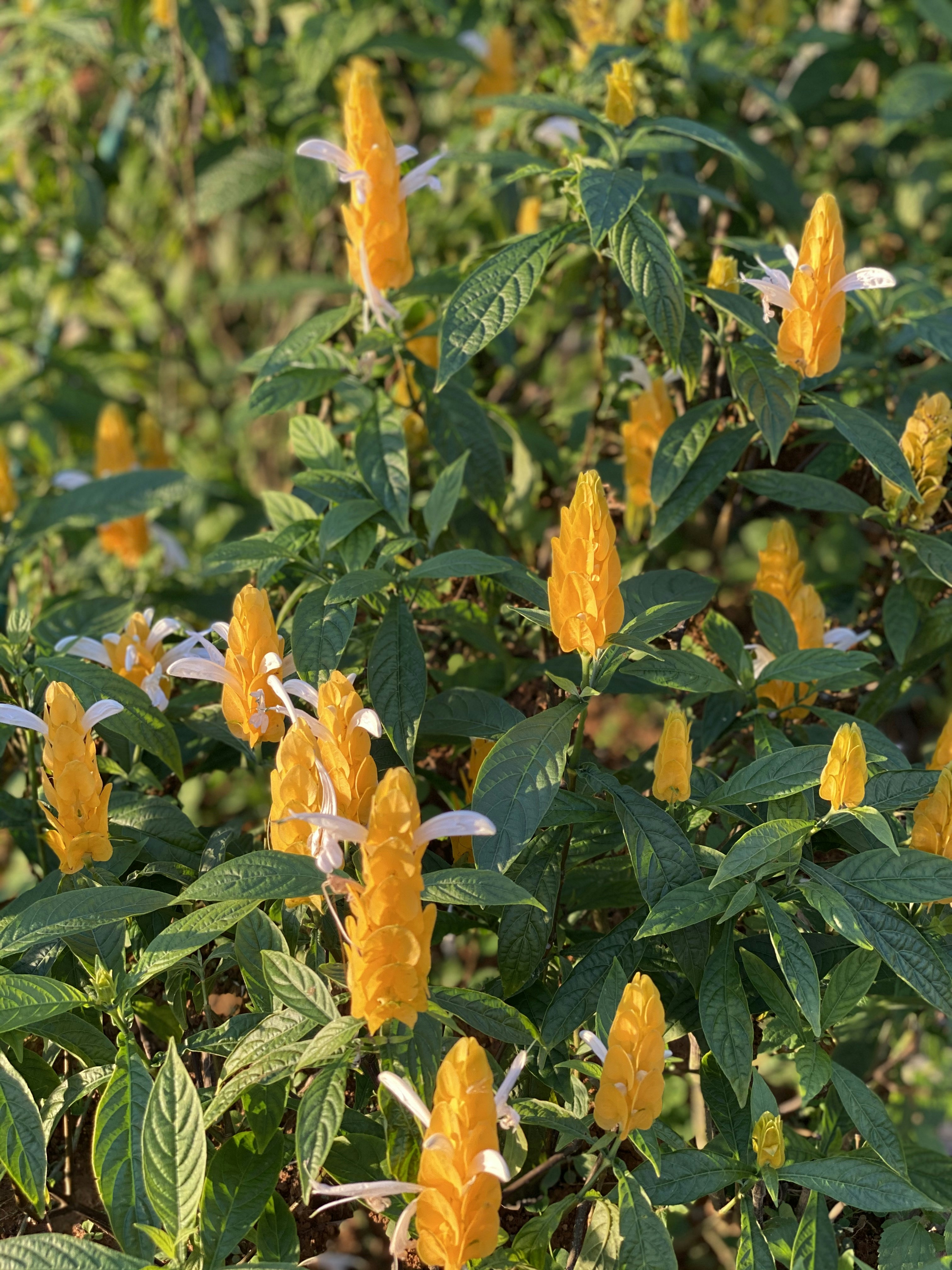Sunlit Candleflowers Torch Through a Dense Green Patch