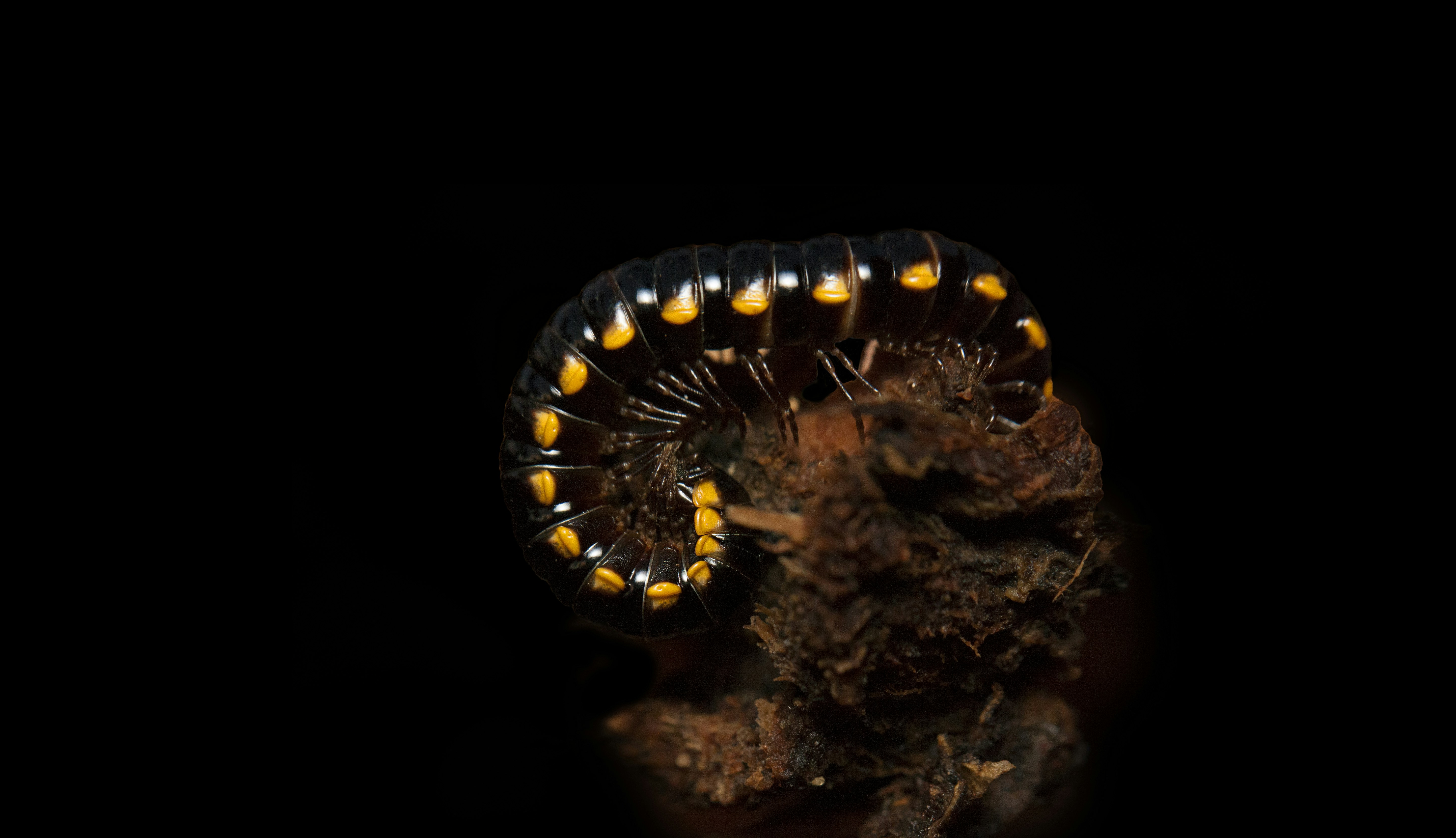 Amber-Edged Spiral Emerges from Velvet Darkness