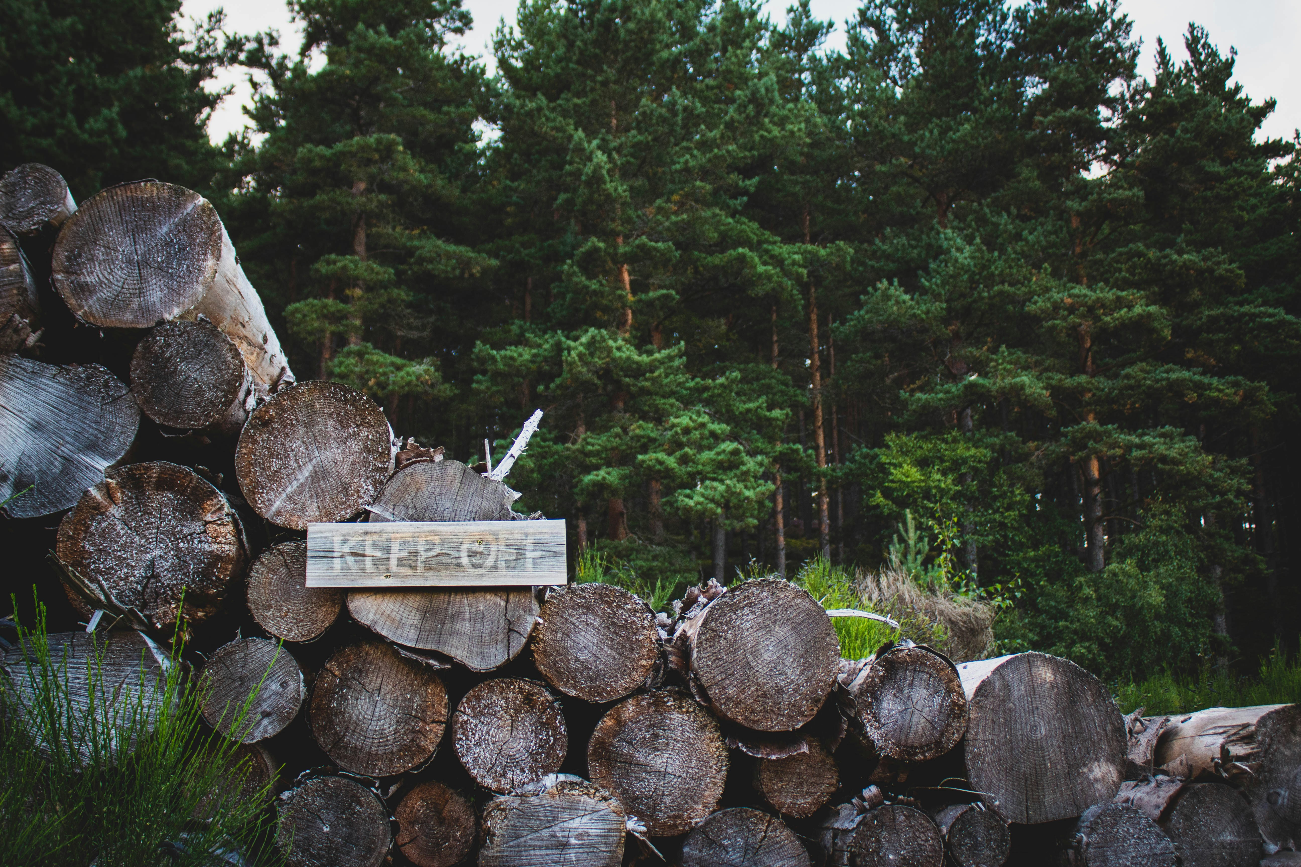 Keep Off Sentinel: A Weathered Log Stack Framed by Evergreen Pines