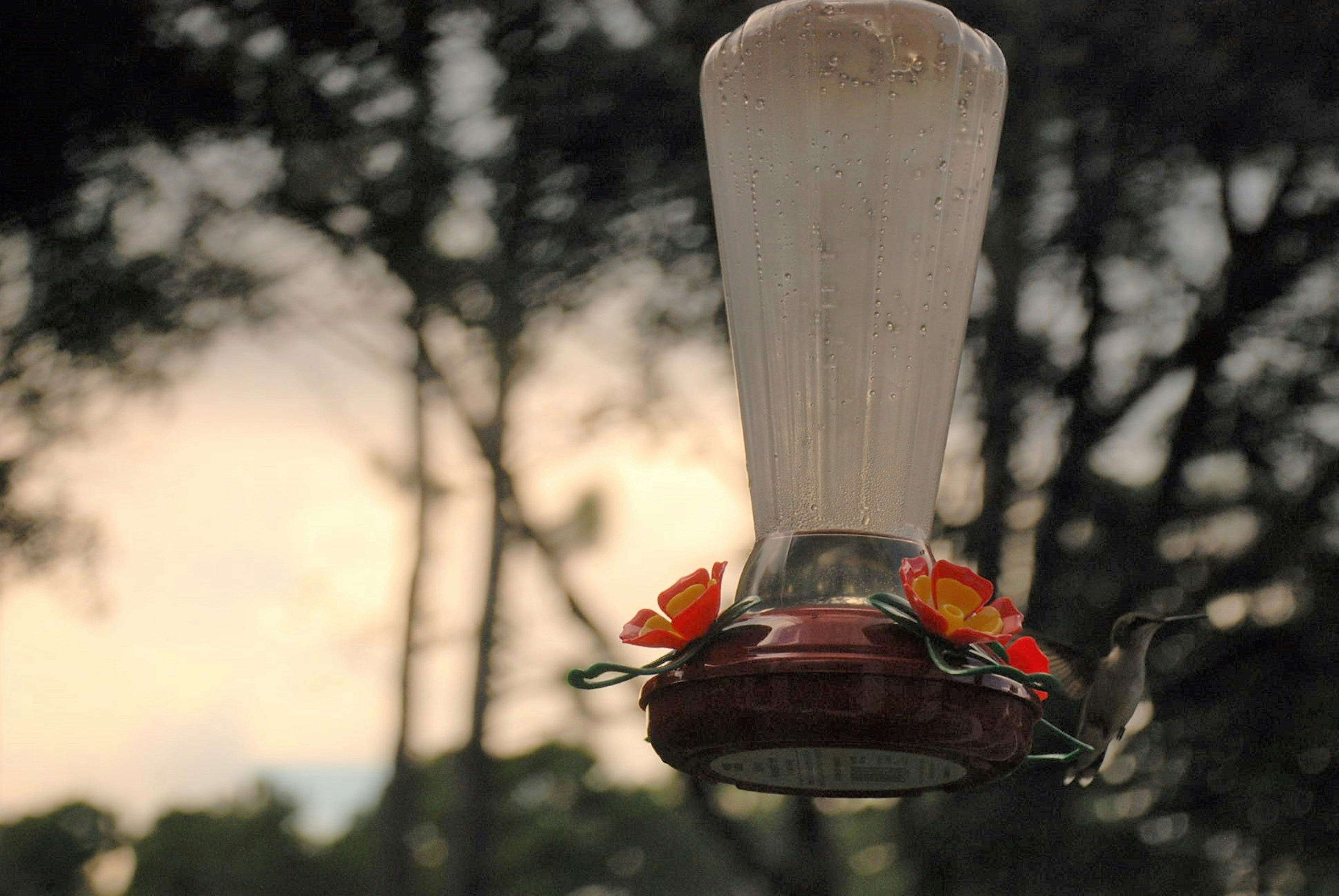Red and black bird on clear glass hanging decor photo – Free Sunset ...