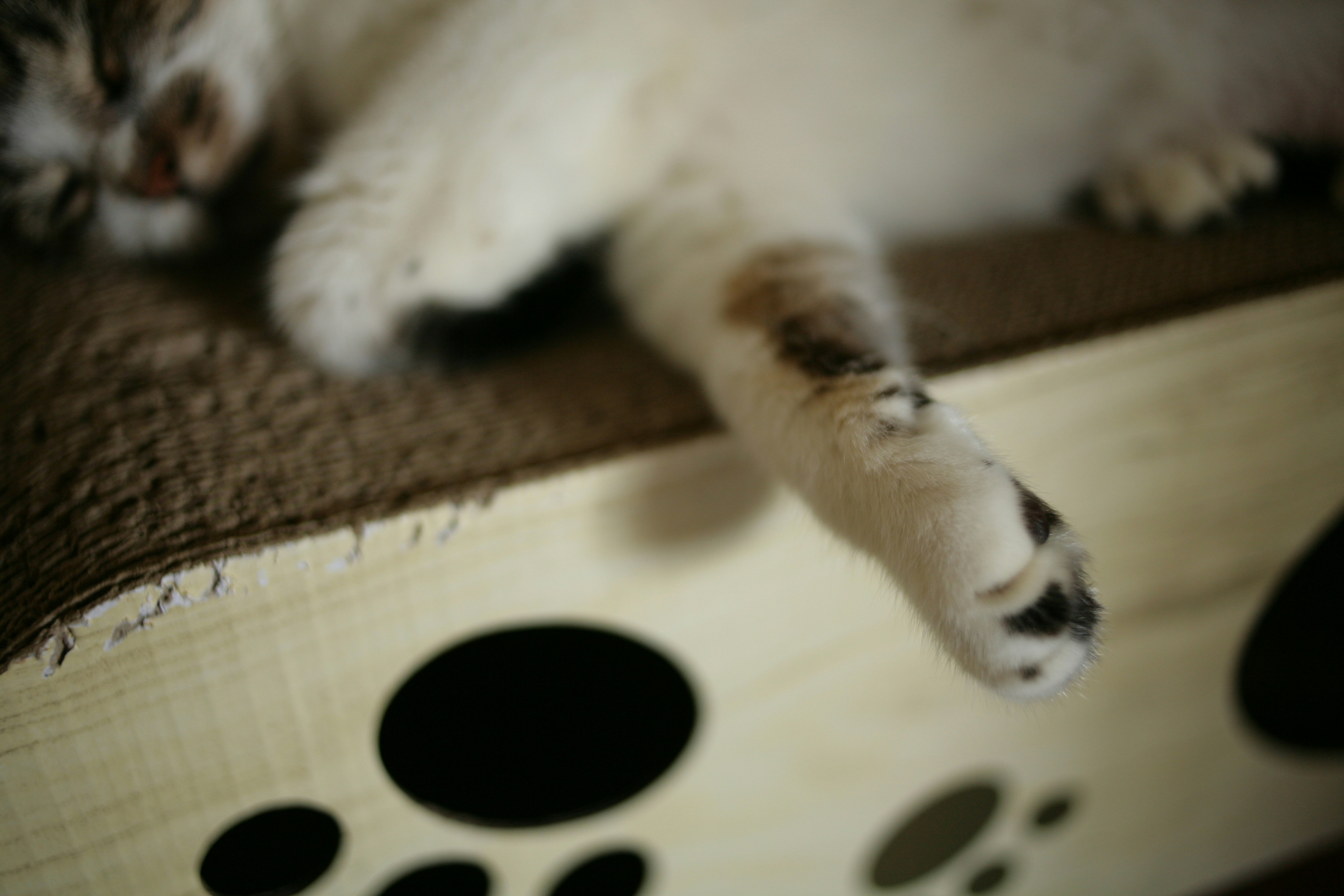 A Slumbering Corner: Gentle Paws Drape Over a Painted Platform