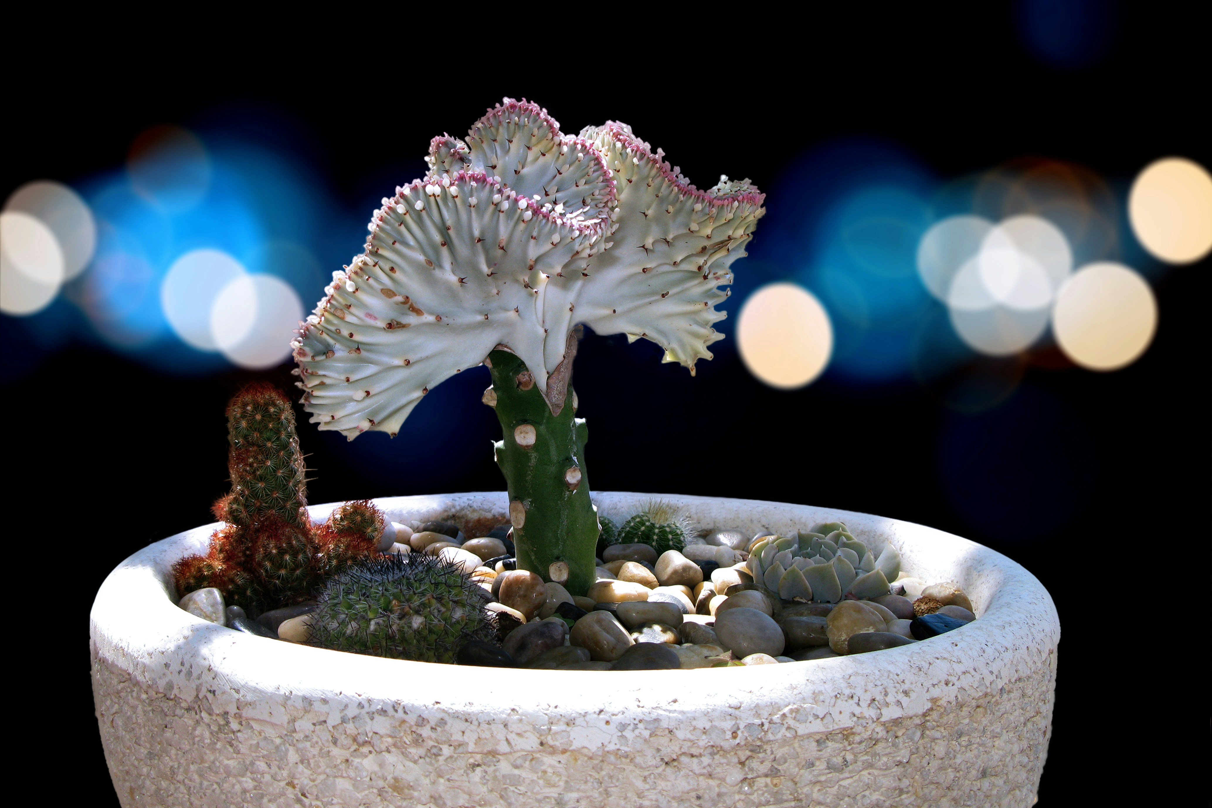 Stunted Sculpture: A Desert Succulent in Soft Neon Glow