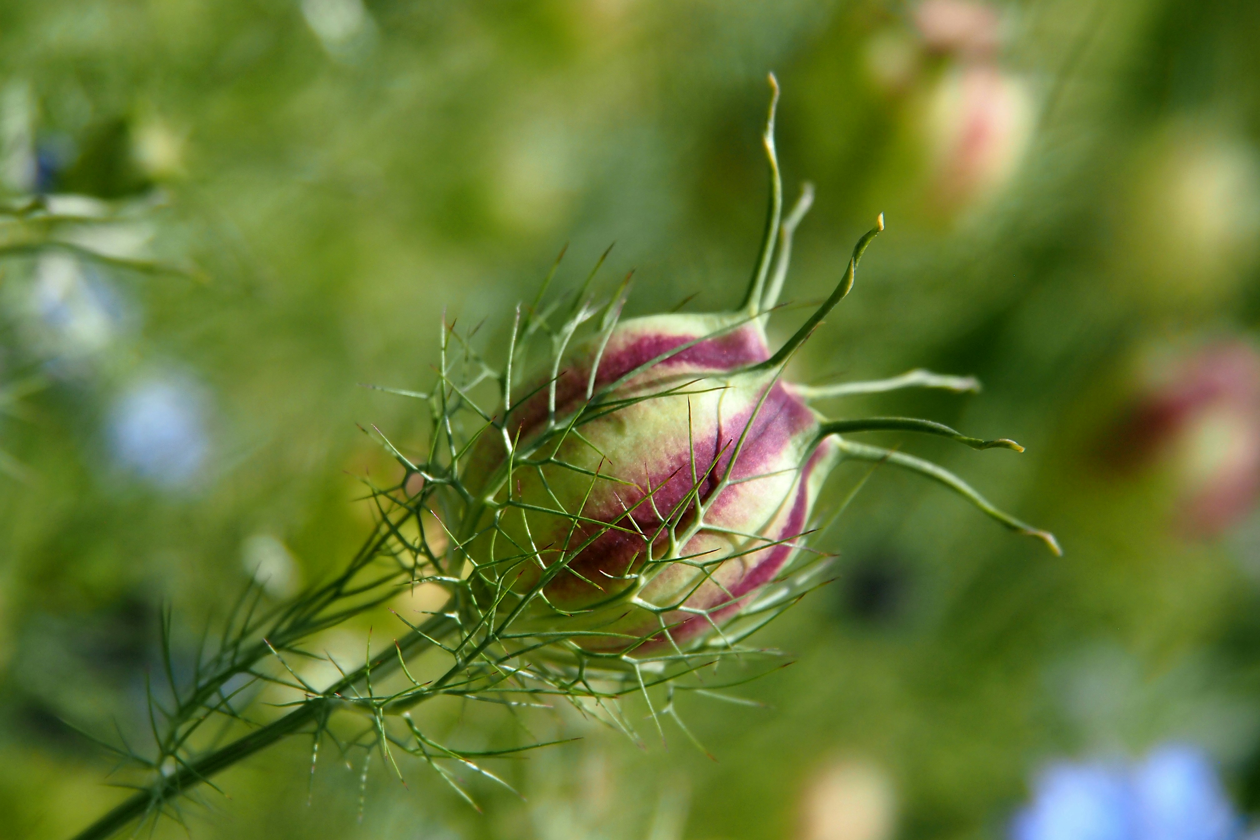Foto Capullo de flor rosa en fotografía de primer plano – Imagen ...