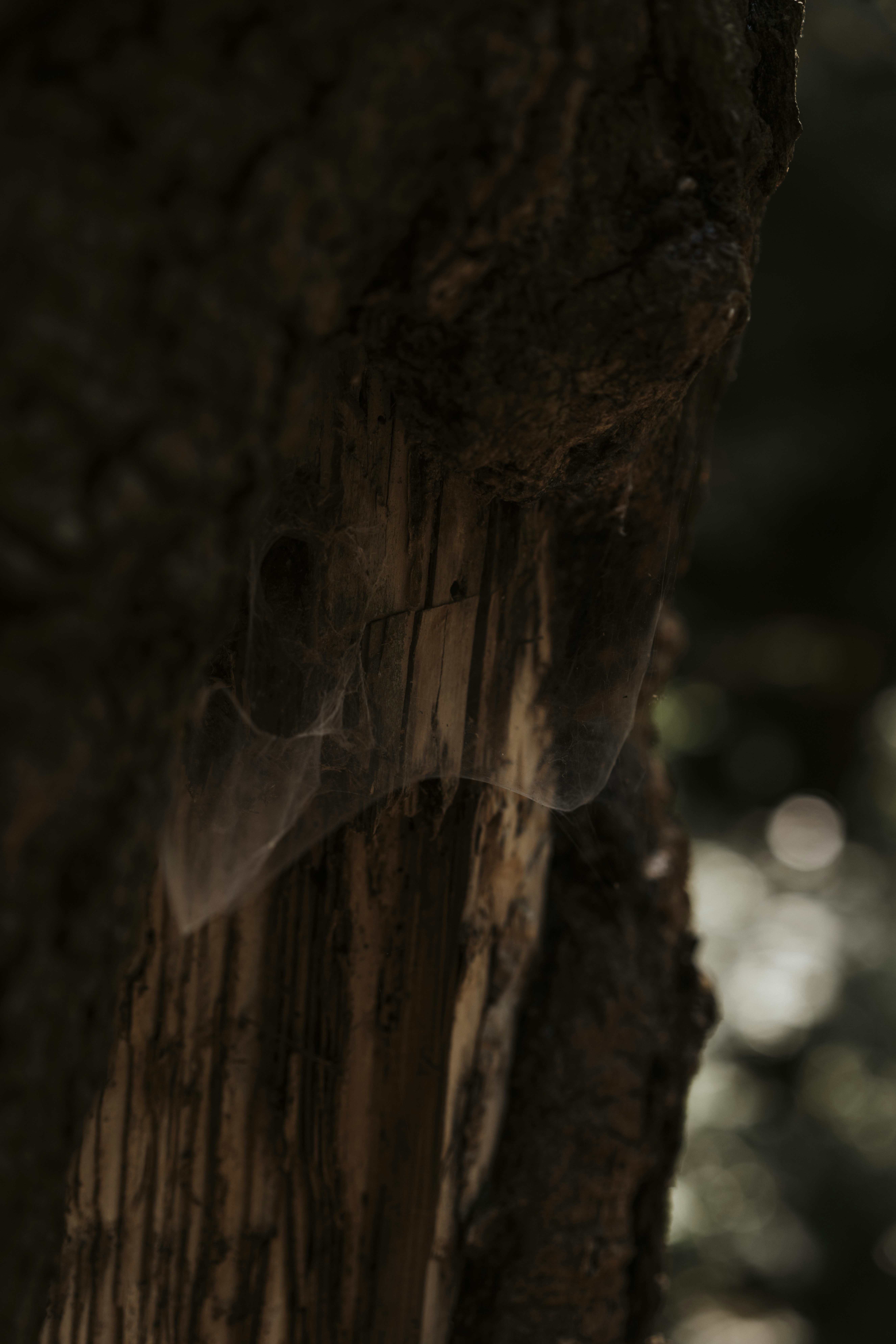 Whisper of Rain on Ancient Bark