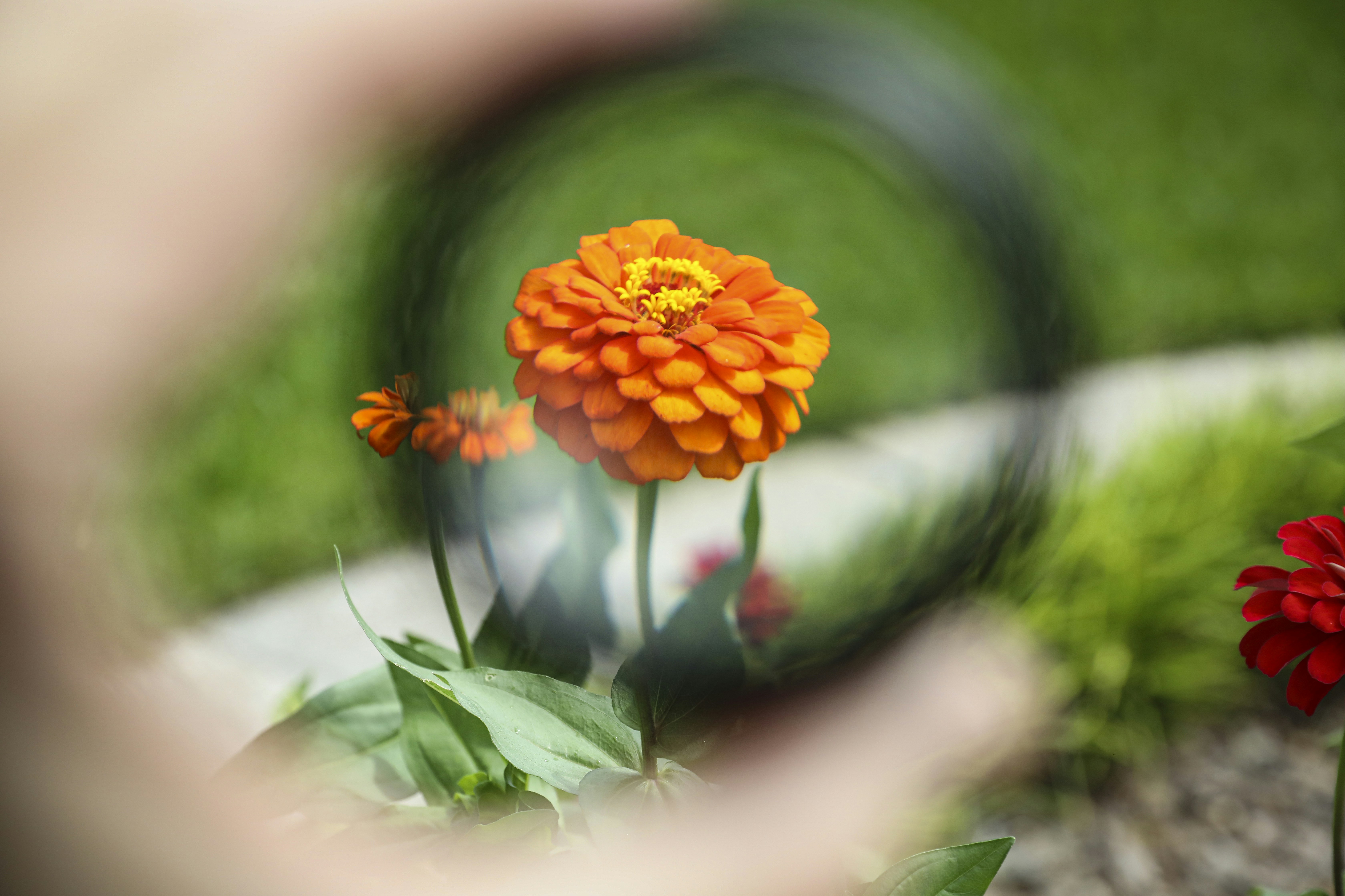 Zinnia in the Ring: A Close-Range Moment Through a Magnifying Glass
