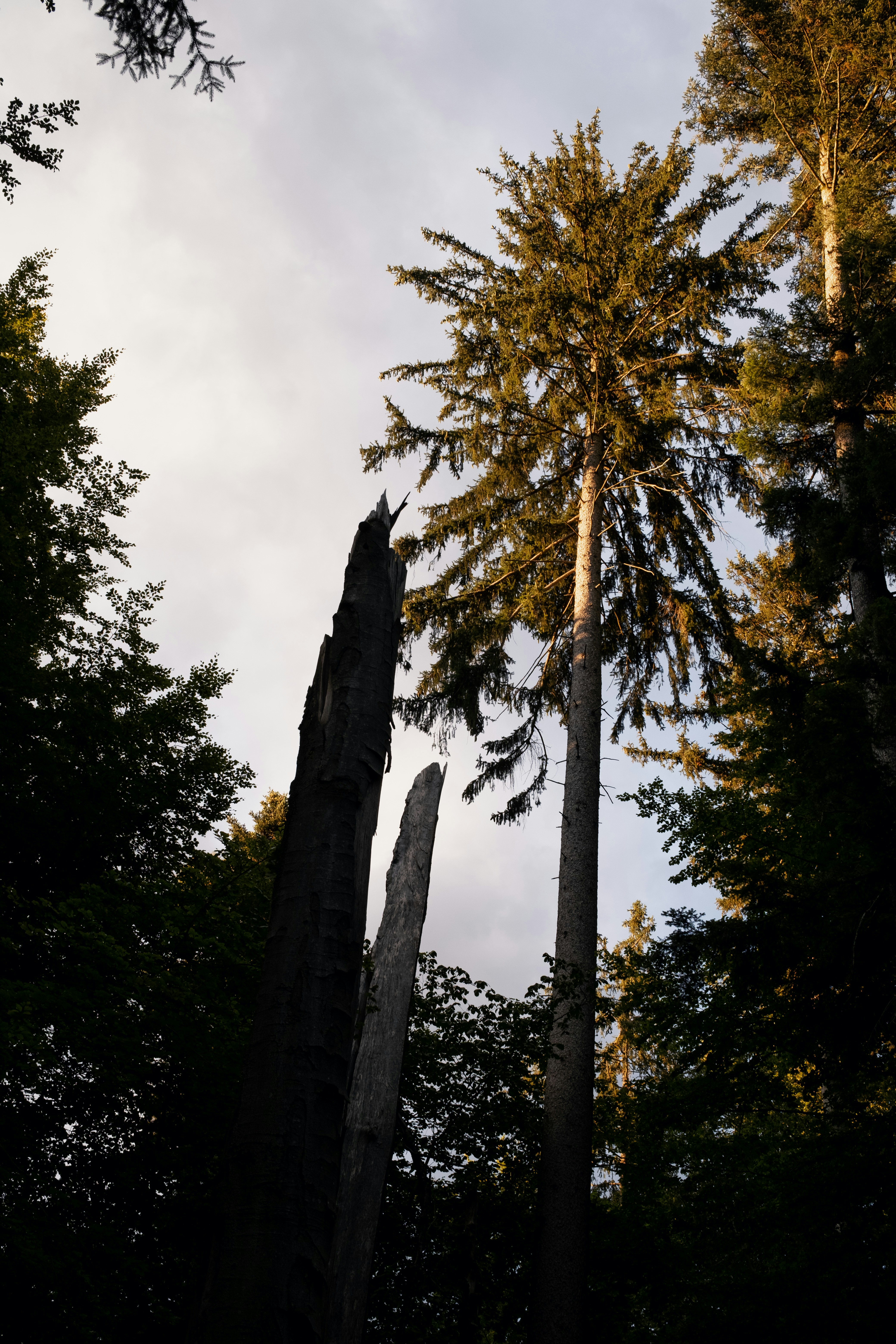 Crowned Skeletons of the Forest: Dawn Among Tall Pines