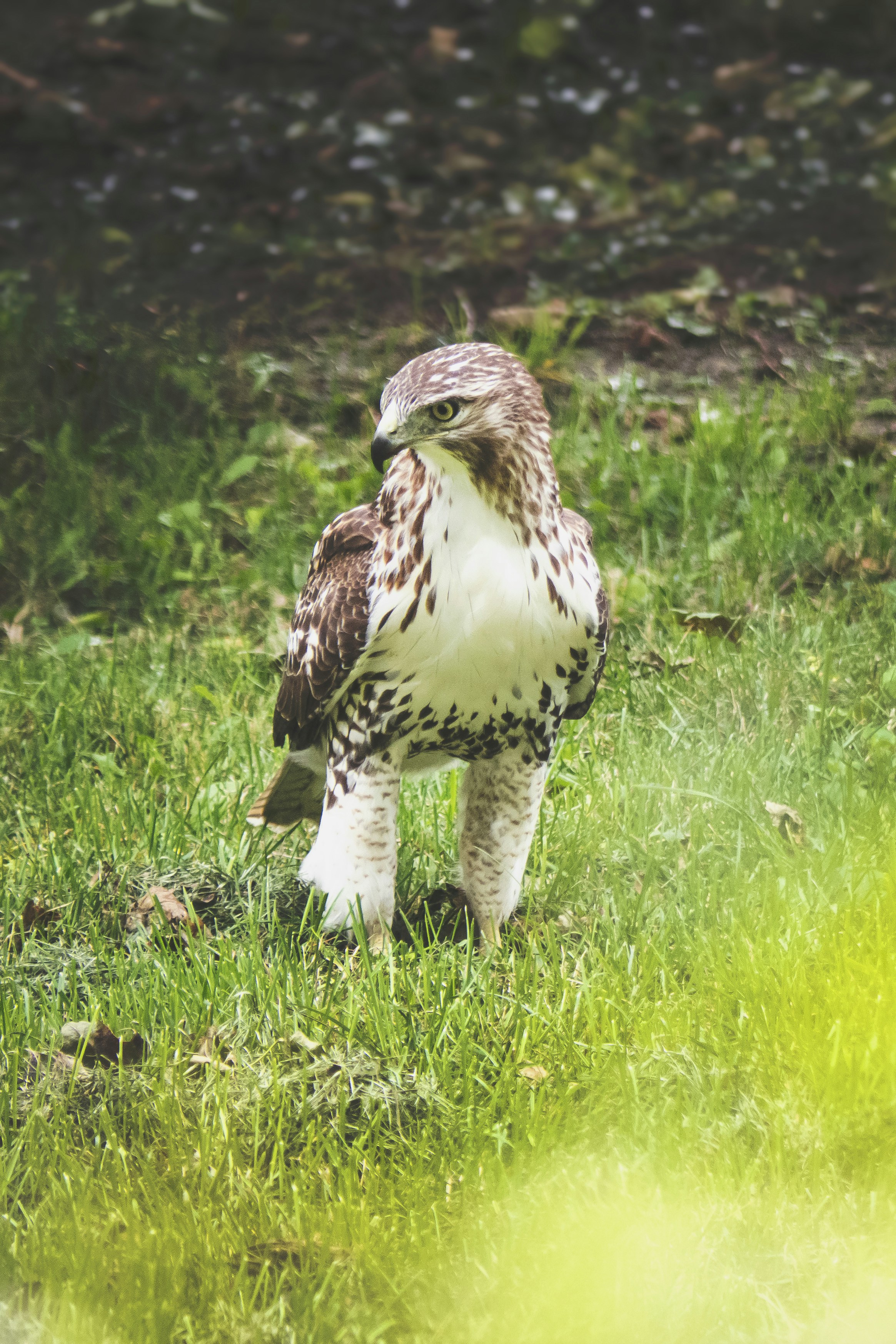 A hawk stands poised on lush green grass, showcasing its intricate feather patterns and keen gaze.
