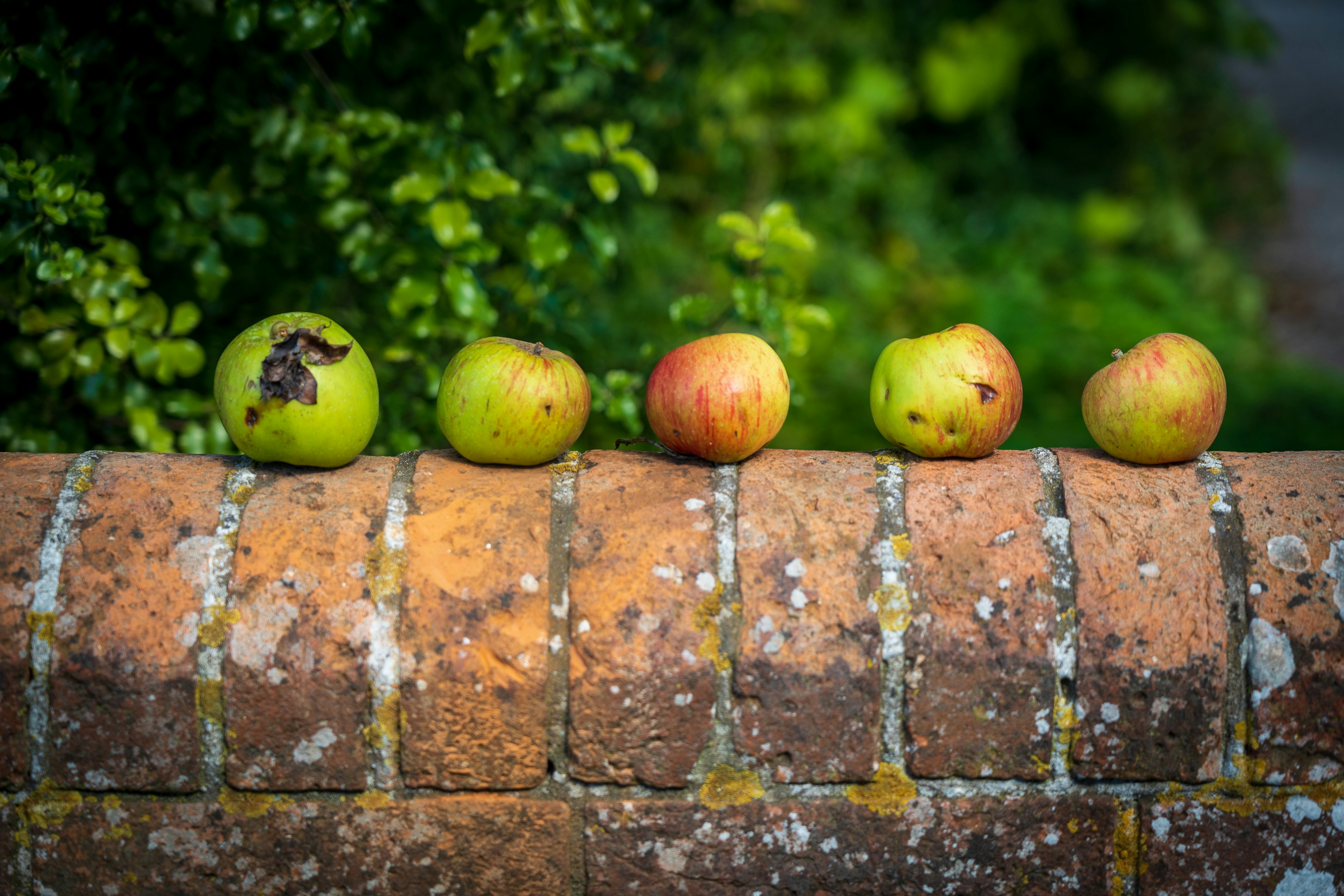 5 apples that have fallen from the tree, during windy weather, balanced on an old brick wall.