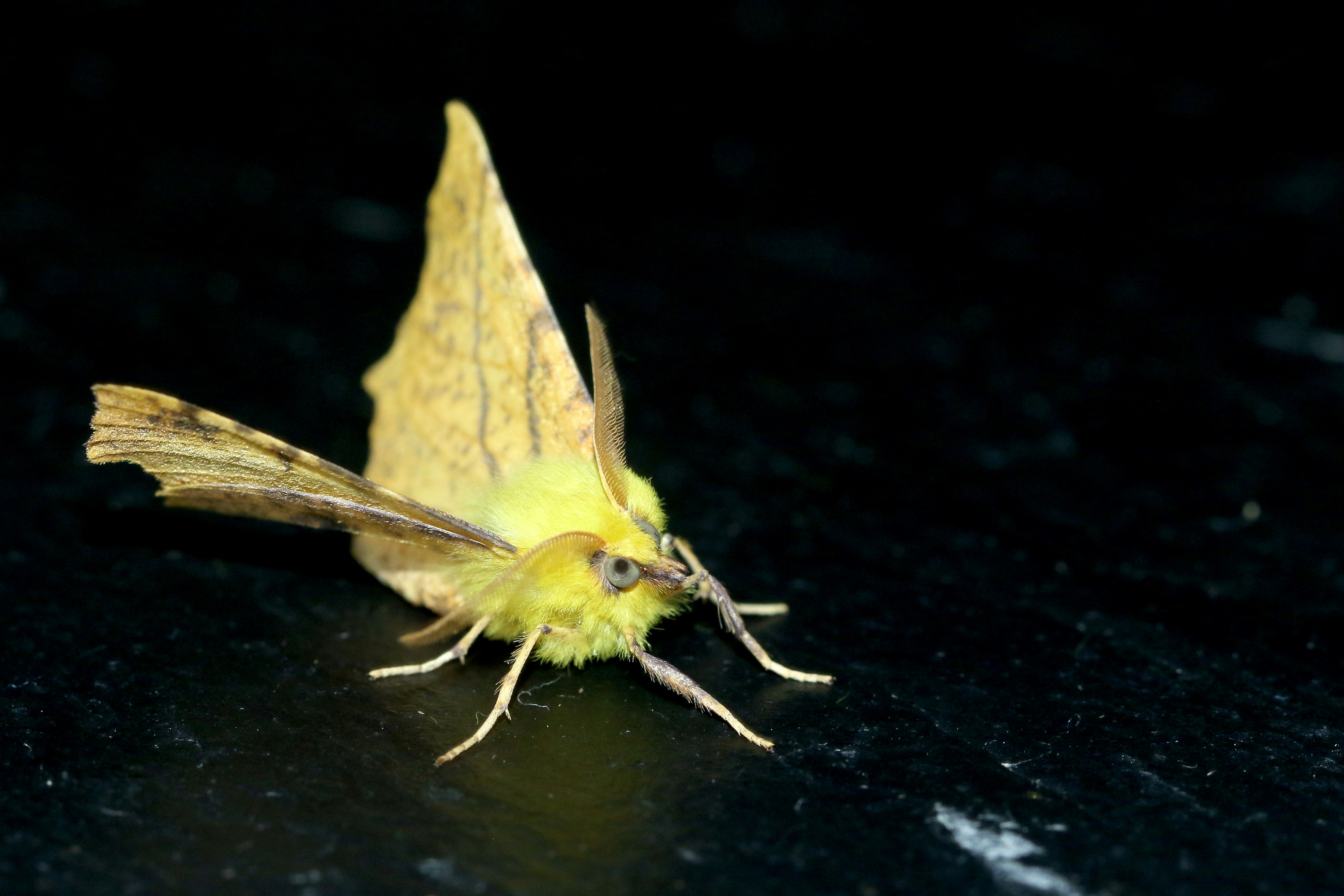 Yellow Moth with Tipped Wings Streaking Across a Black Surface