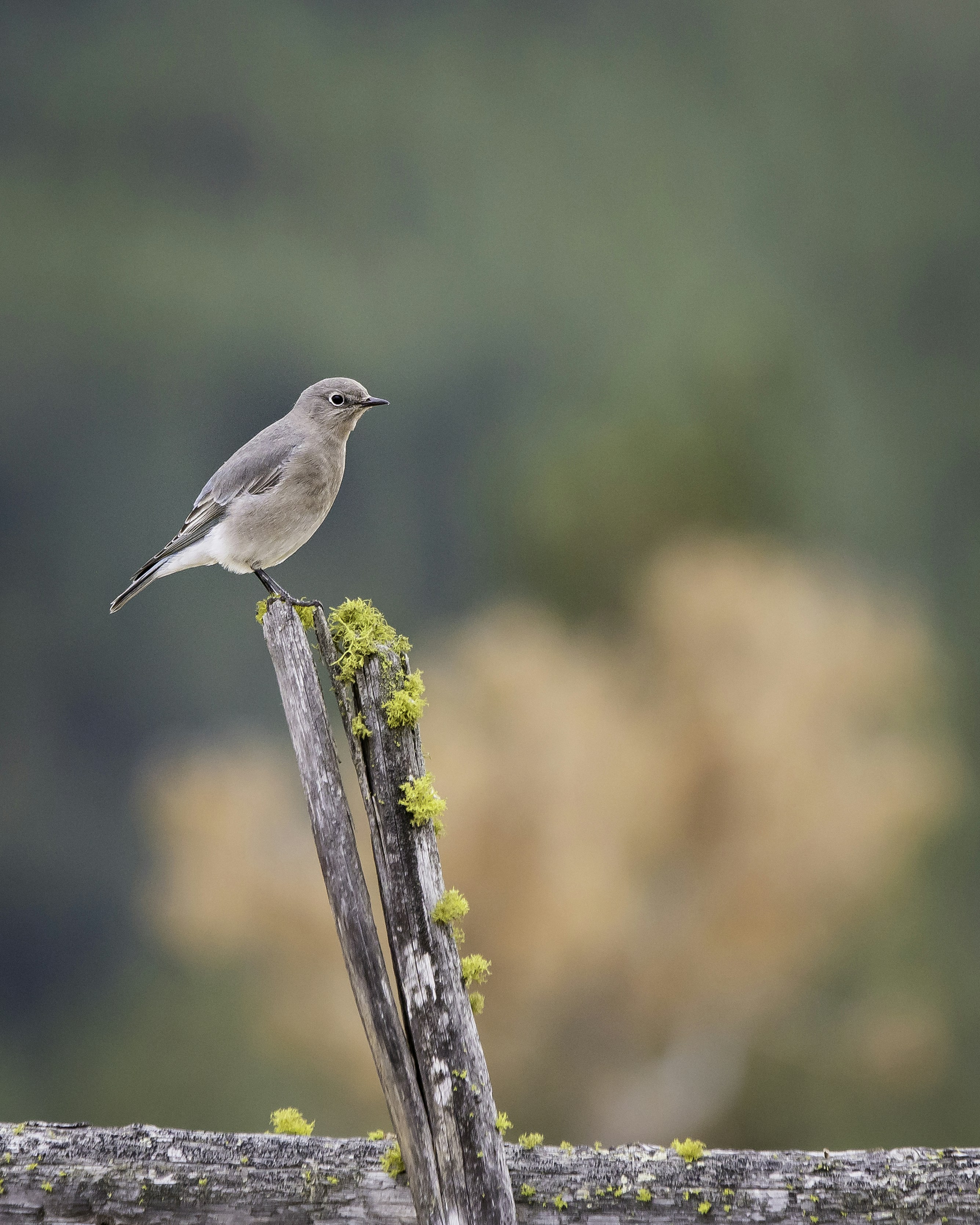 A gray bird perched on a weathered fence post adorned with moss, set against a softly blurred green background. 