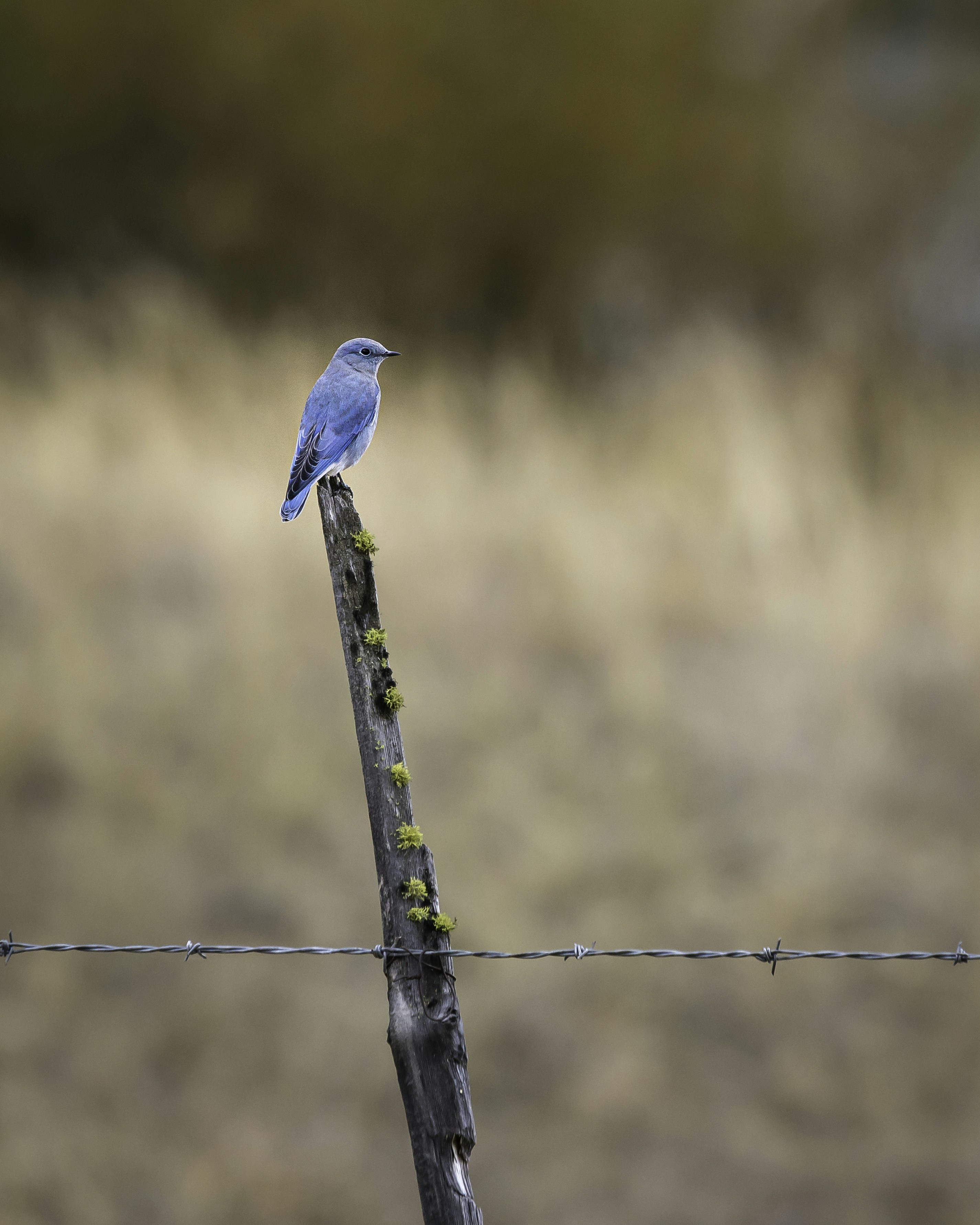 Male mountain bluebird.   | brown bird on brown wooden stick during daytime