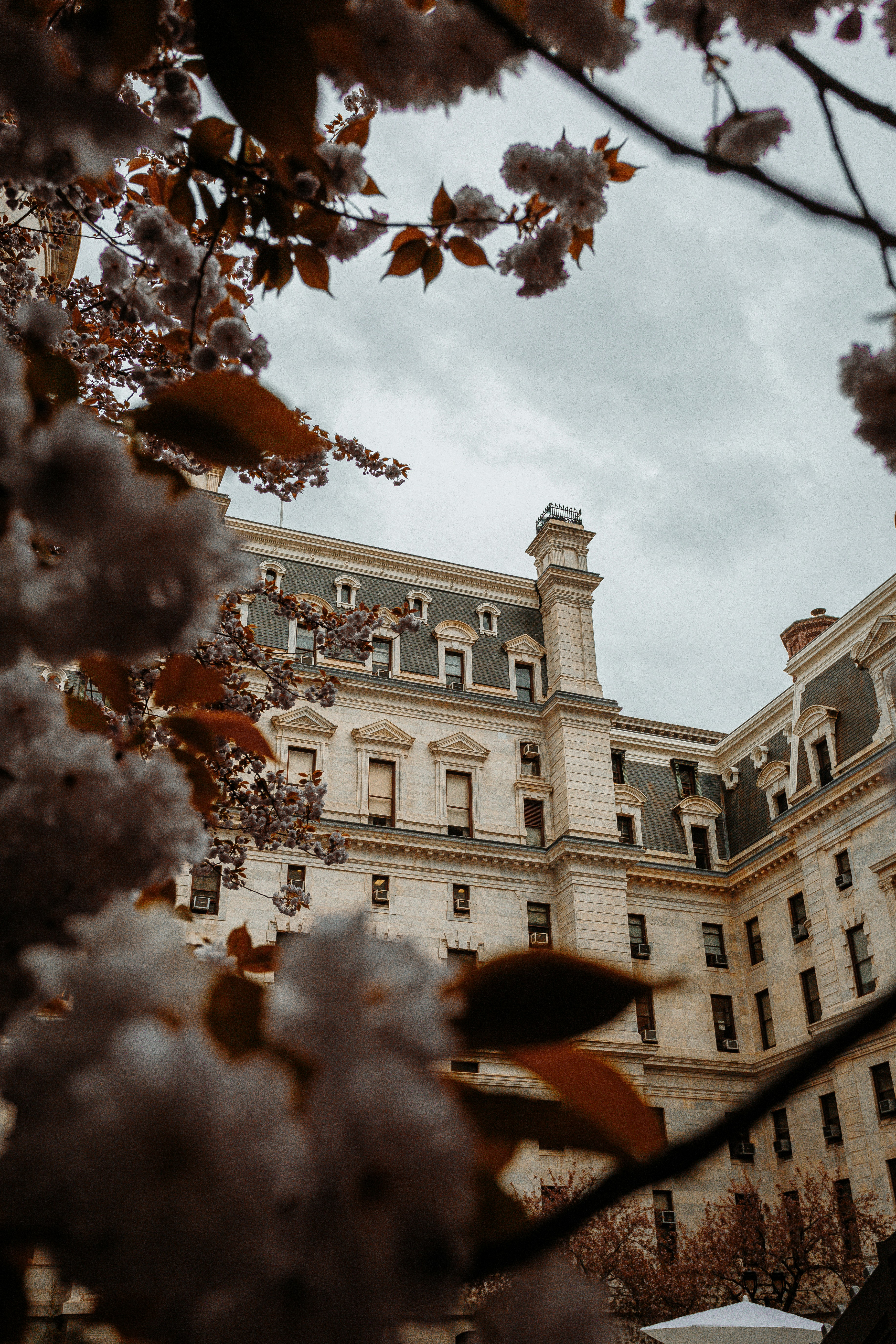 Cherry-Charmed Façade: Blossoms Framing a Historic Courtyard