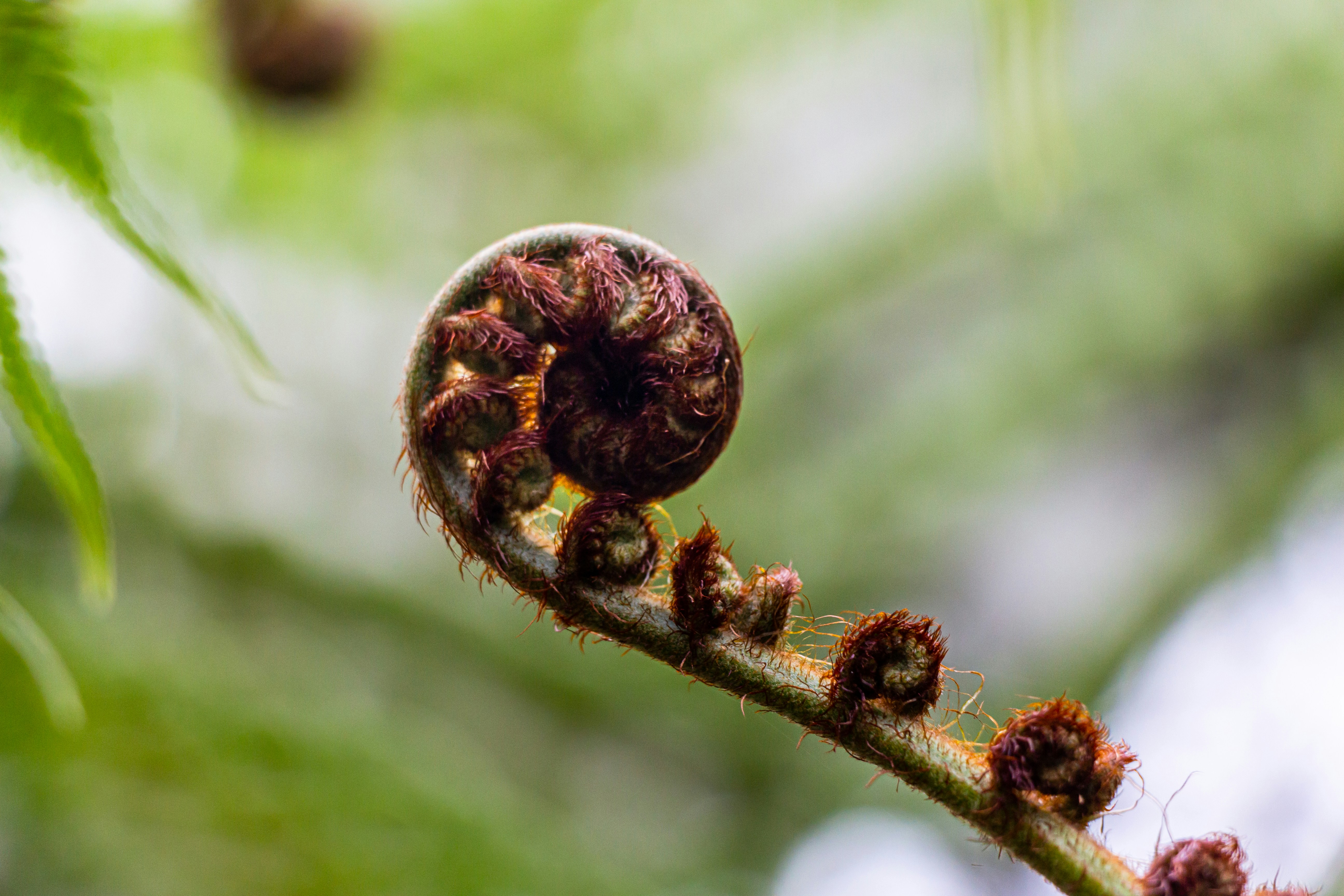 Unfurling Fern Symphony
