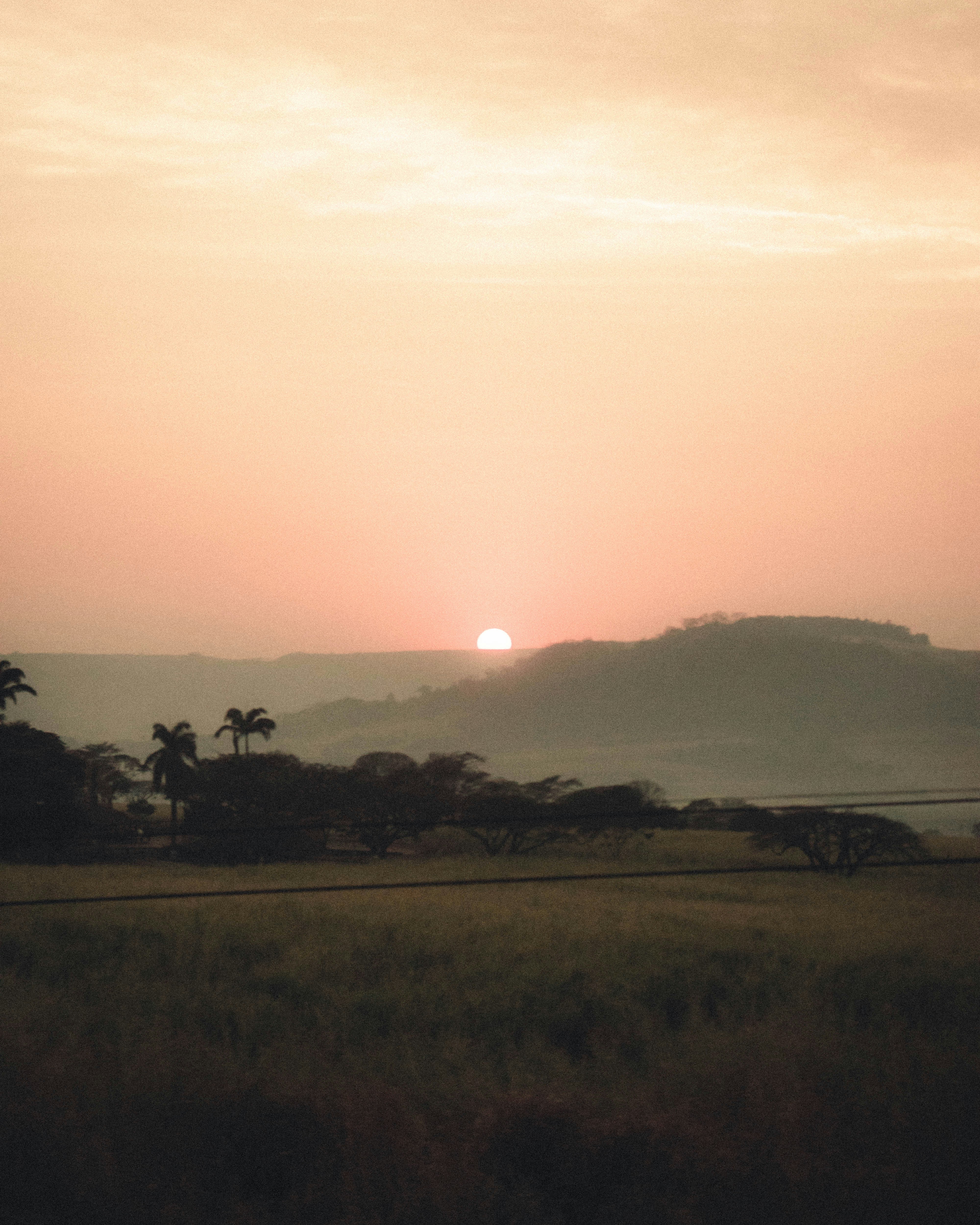 Dusk on the Plain: Peach Horizon and Palm Silhouettes