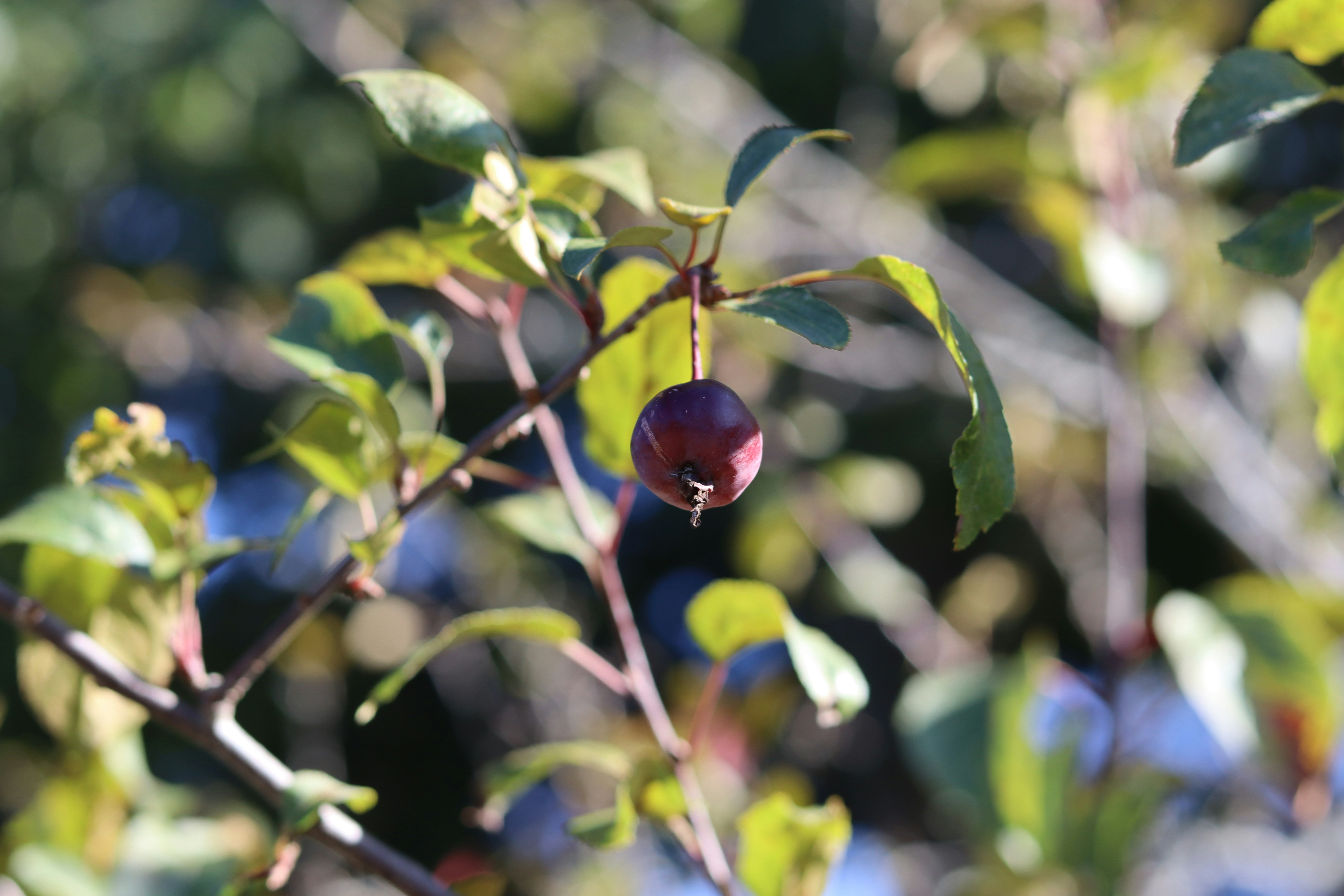 Crimson Cherry in Quiet Focus: A Macro Moment on a Branch