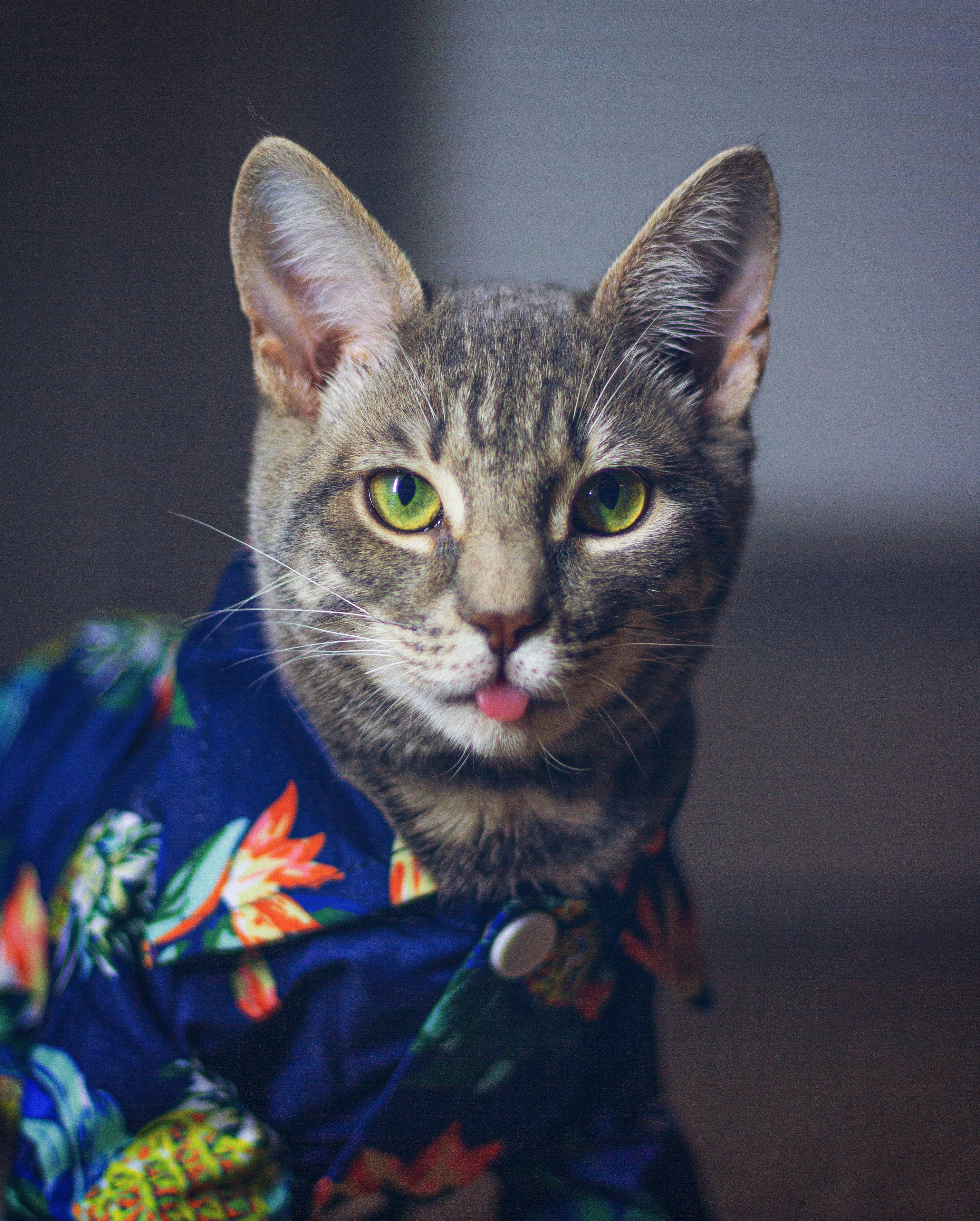 Hawaiian-Patterned Cat: Quiet Confidence in a Floral Hoodie