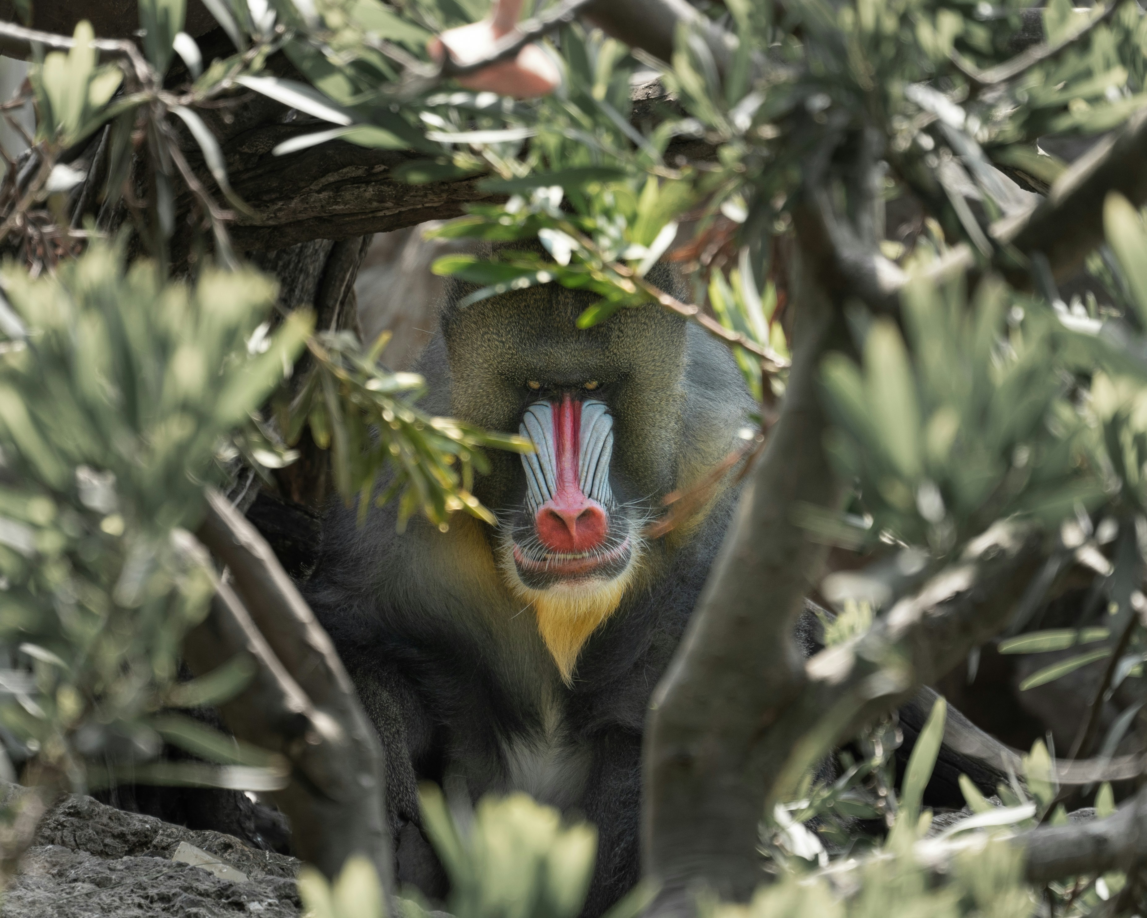 Hidden Face: A Mandrill Emerges from the Green Veil