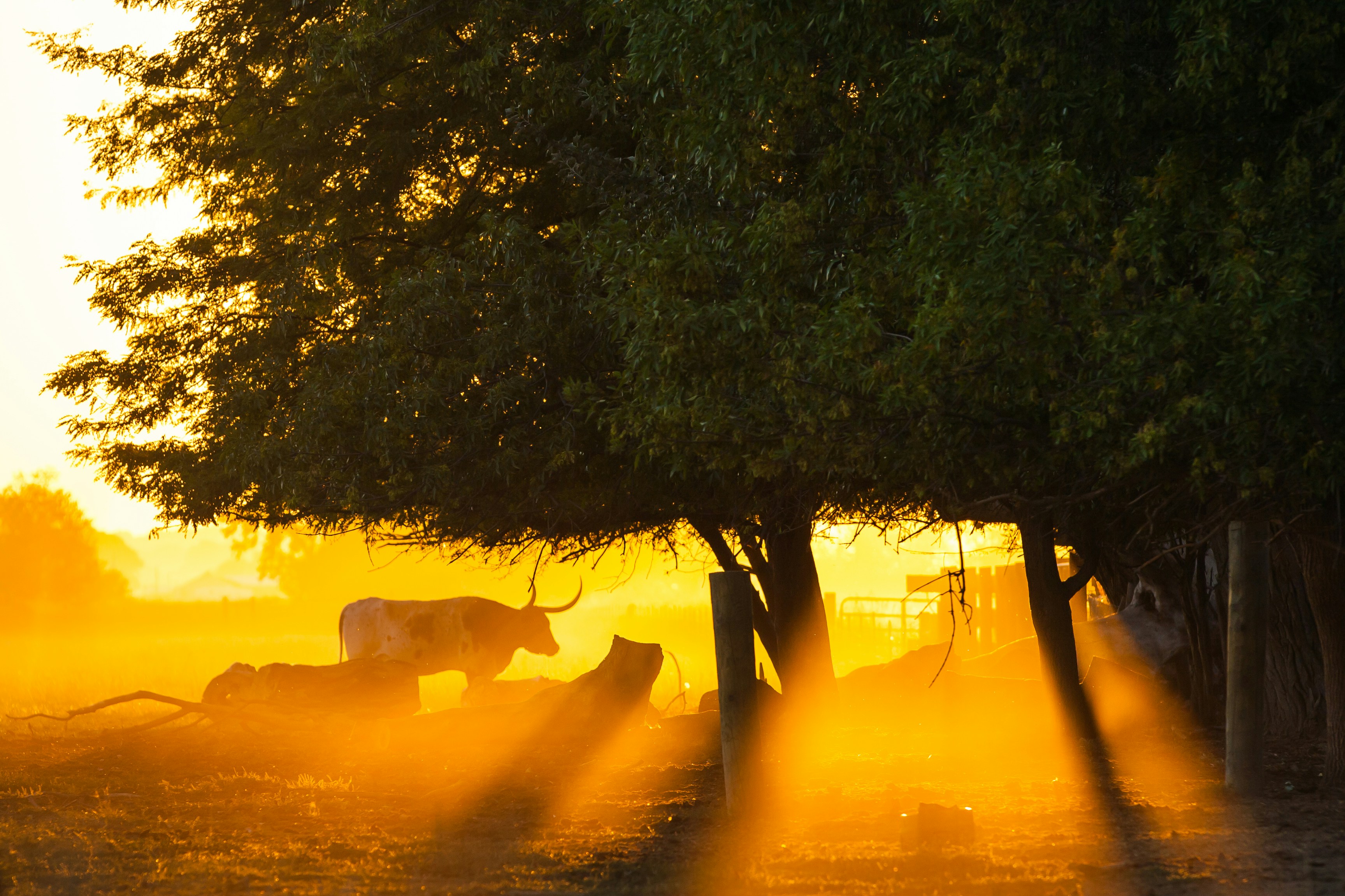 Gold-Washed Cattle: Sunbeams Sifting Through a Dusty Meadow