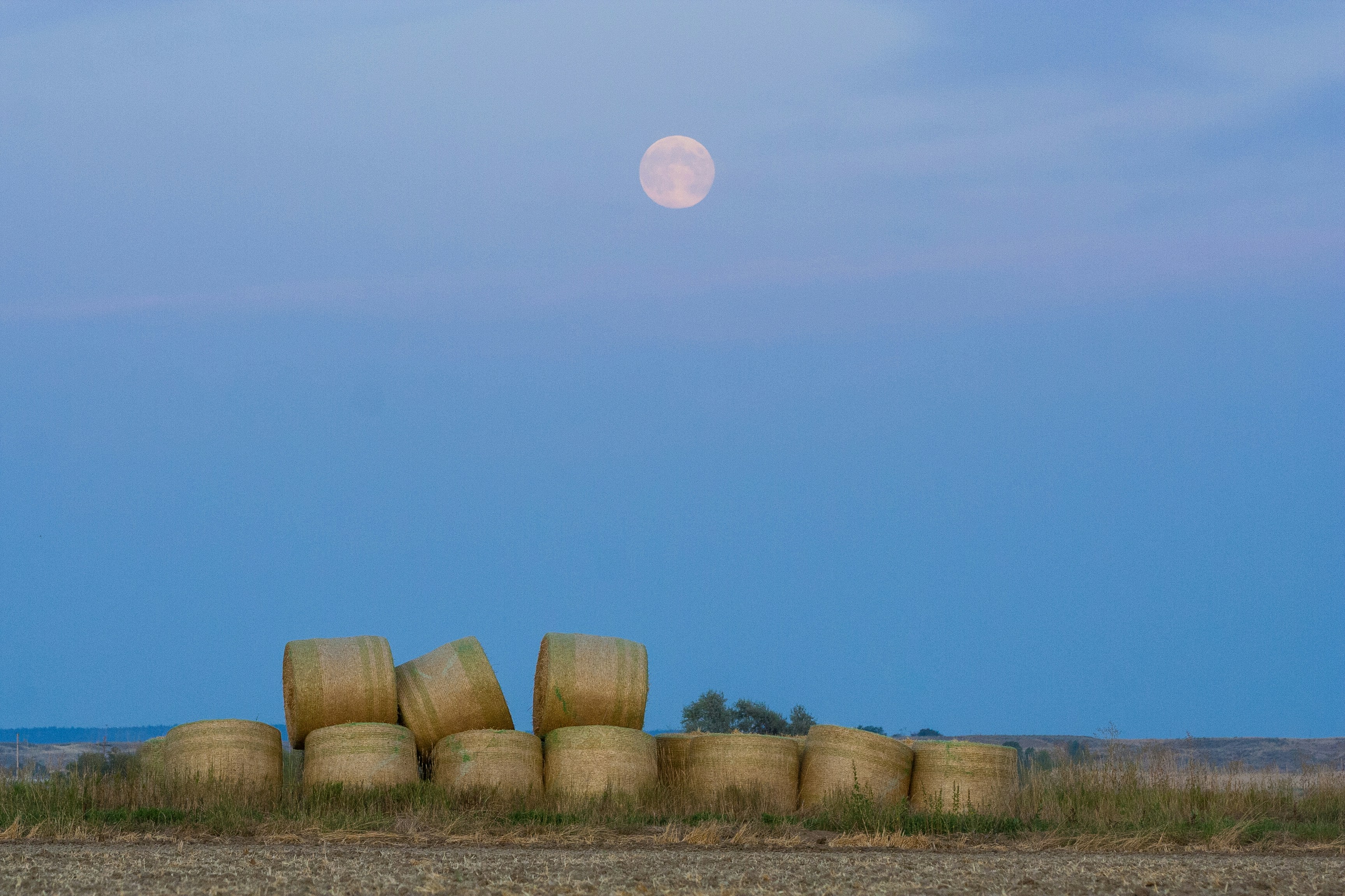 The harvest moon rises over a a wheat harvest. | brown hays under blue sky during daytime