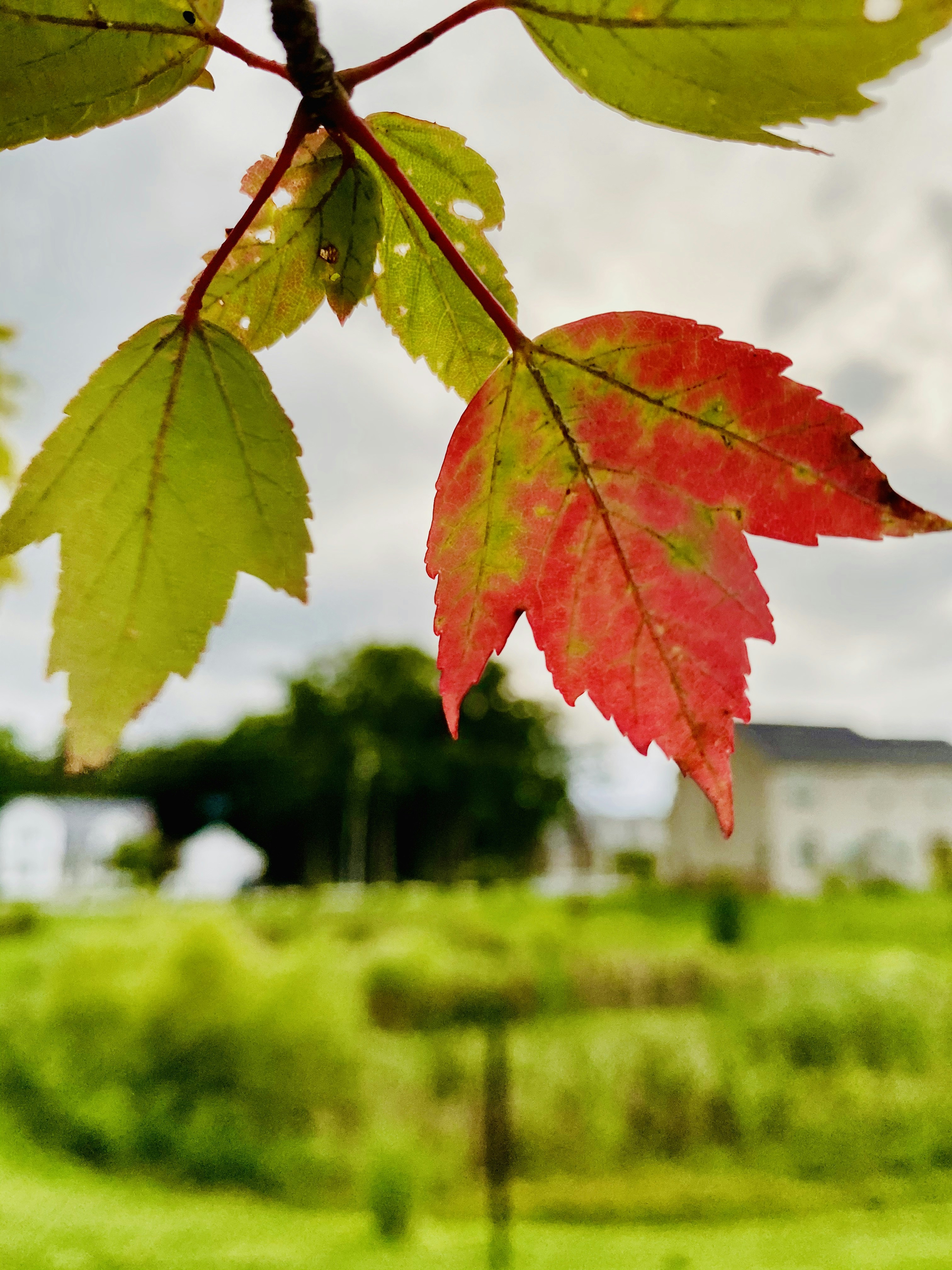 Fall colours 