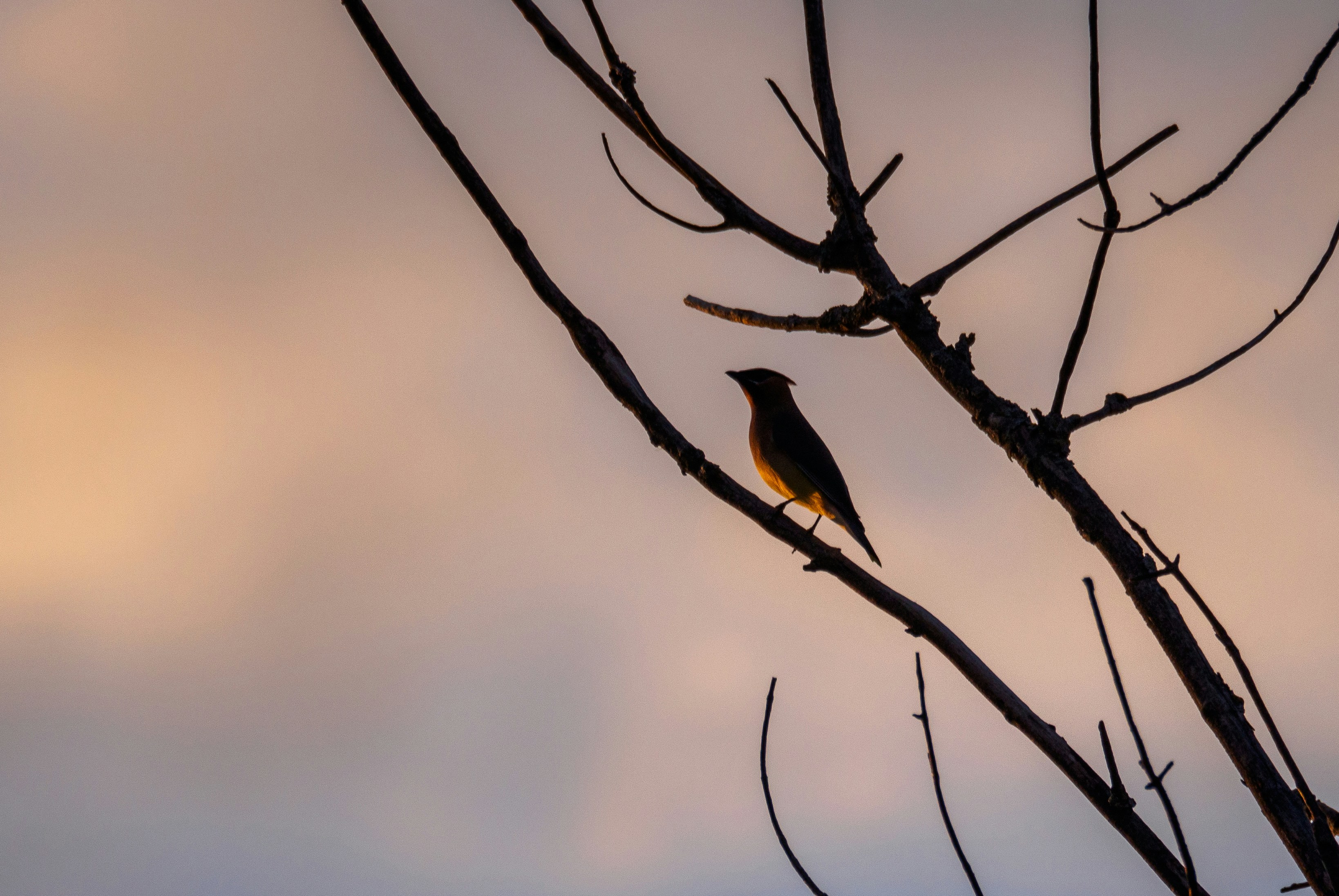 Cedar Waxwing perched on bare branches against a soft, glowing evening sky.
