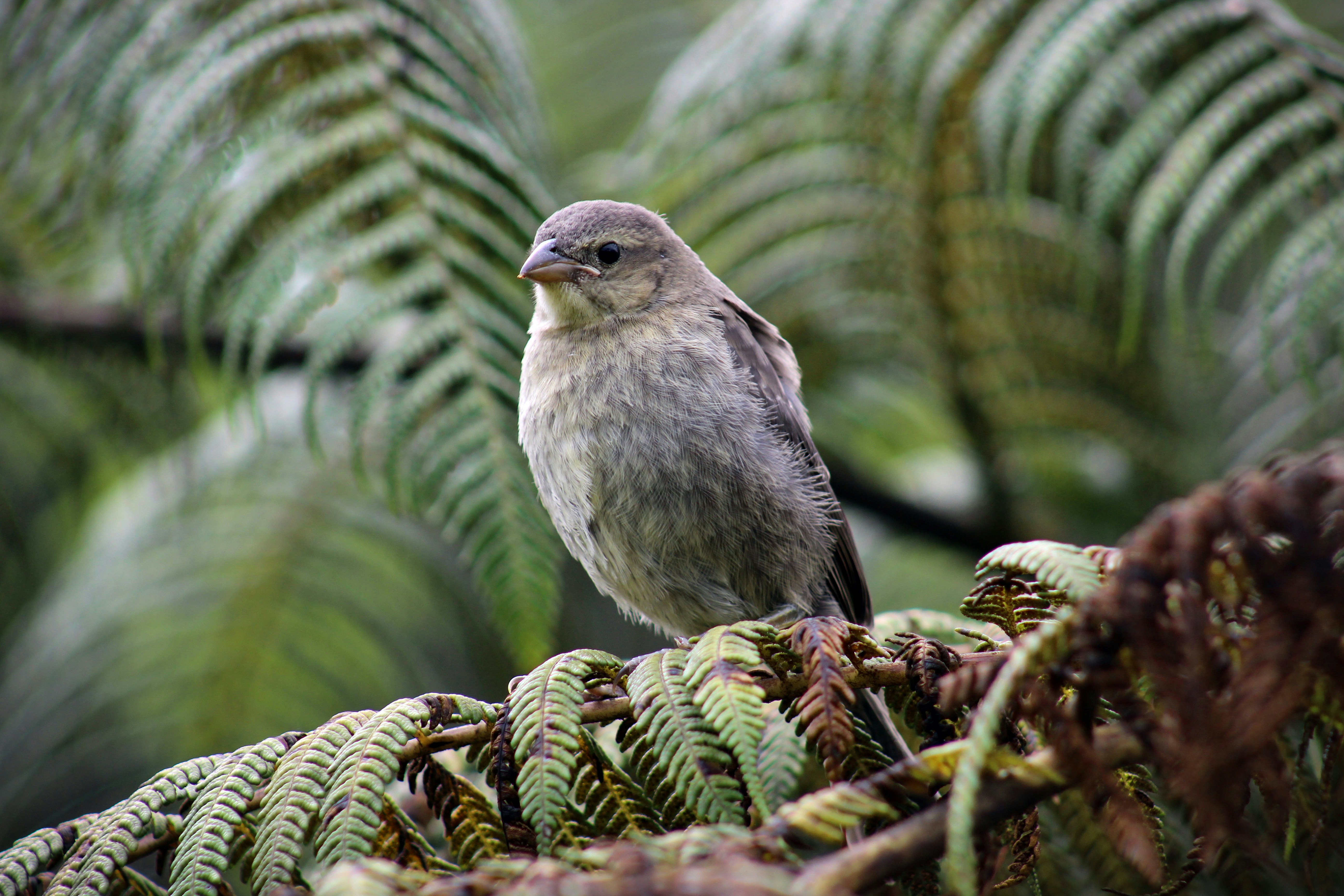 Perched in fern-canopy: a gray-brown sparrow gazes outward