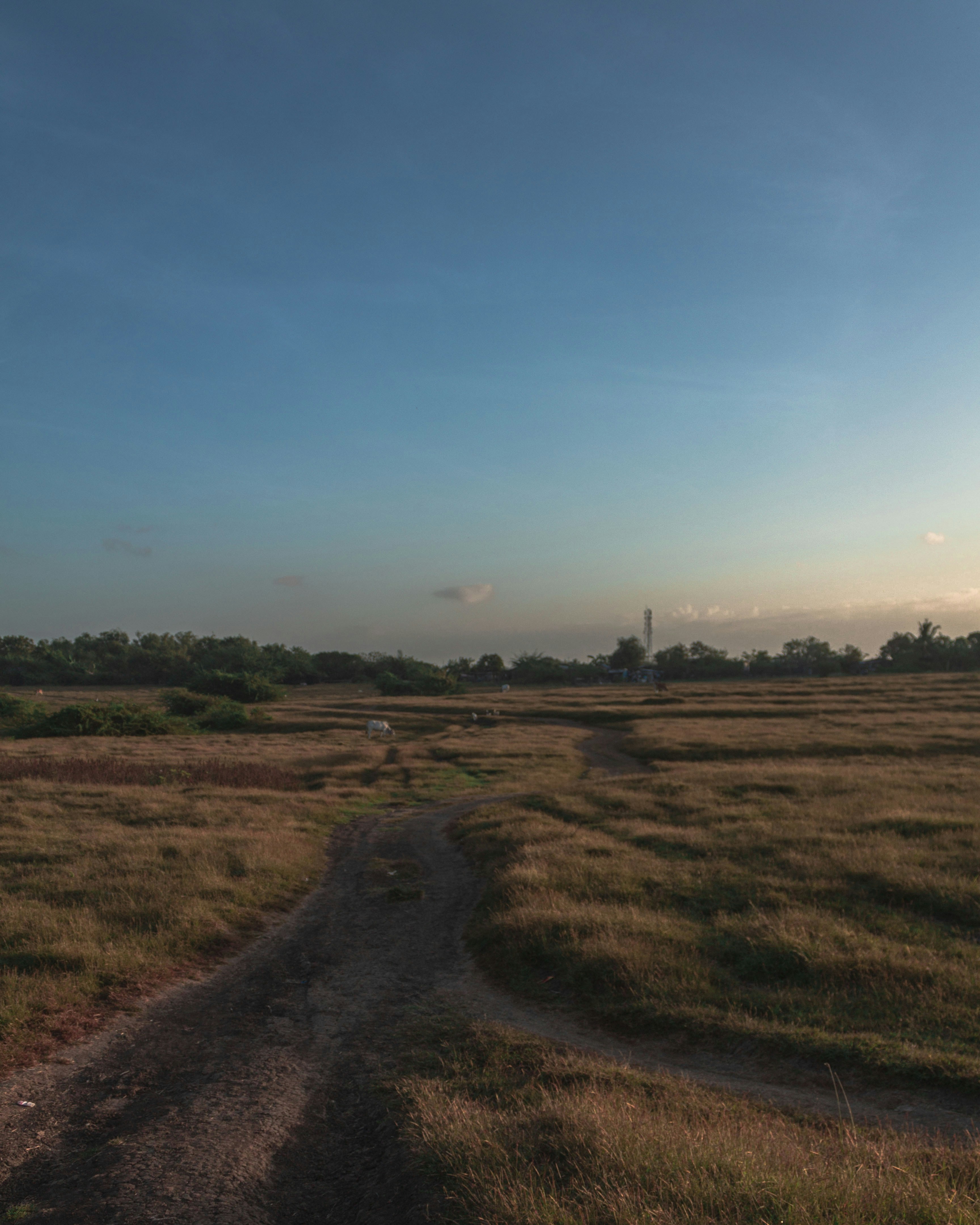 A winding dirt path meanders through golden grasses under a clear blue sky, leading towards distant trees and structures. The scene captures the tranquility of rural landscapes.