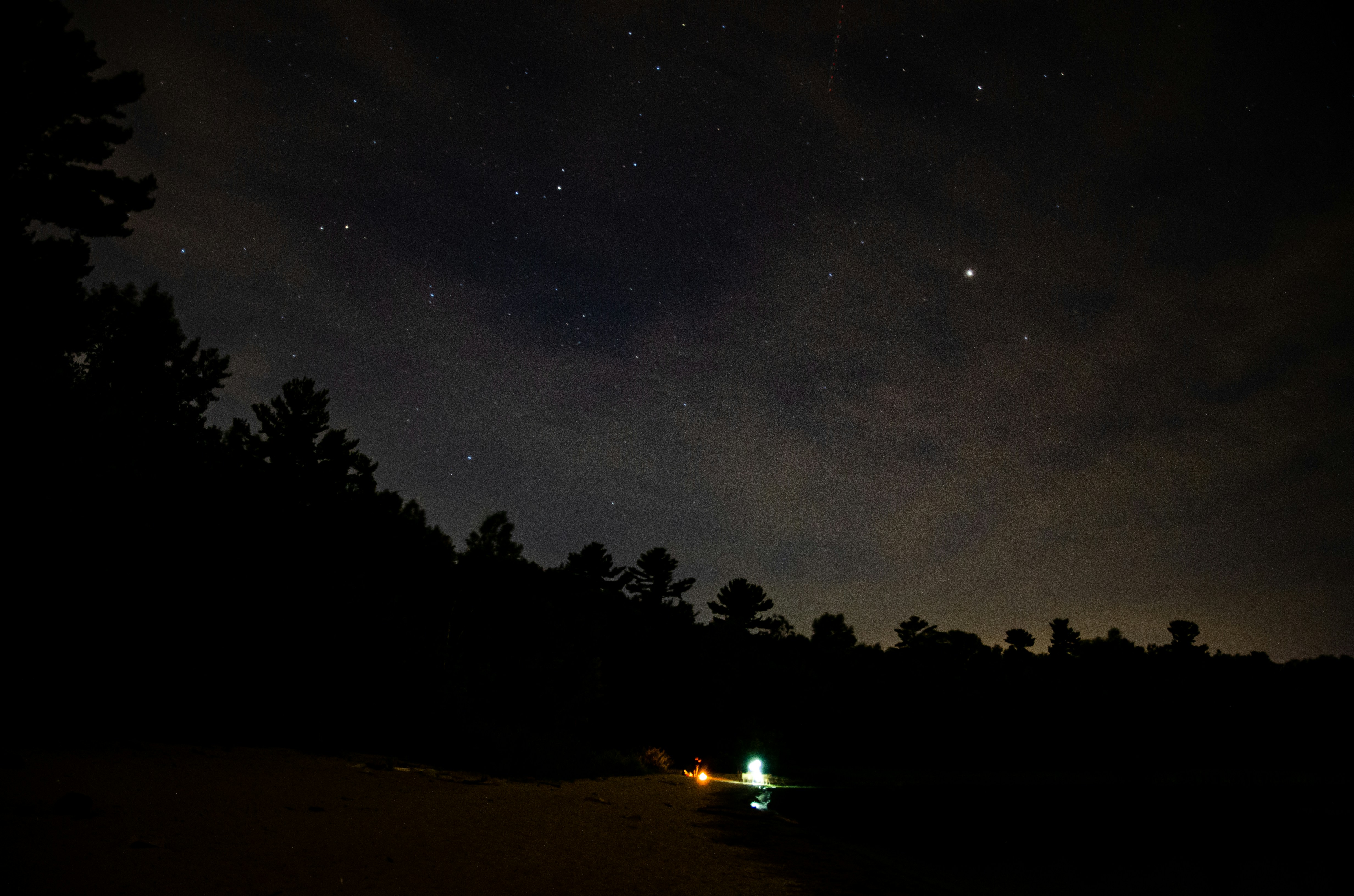 Starlit Canopy Over Woodland Silhouettes