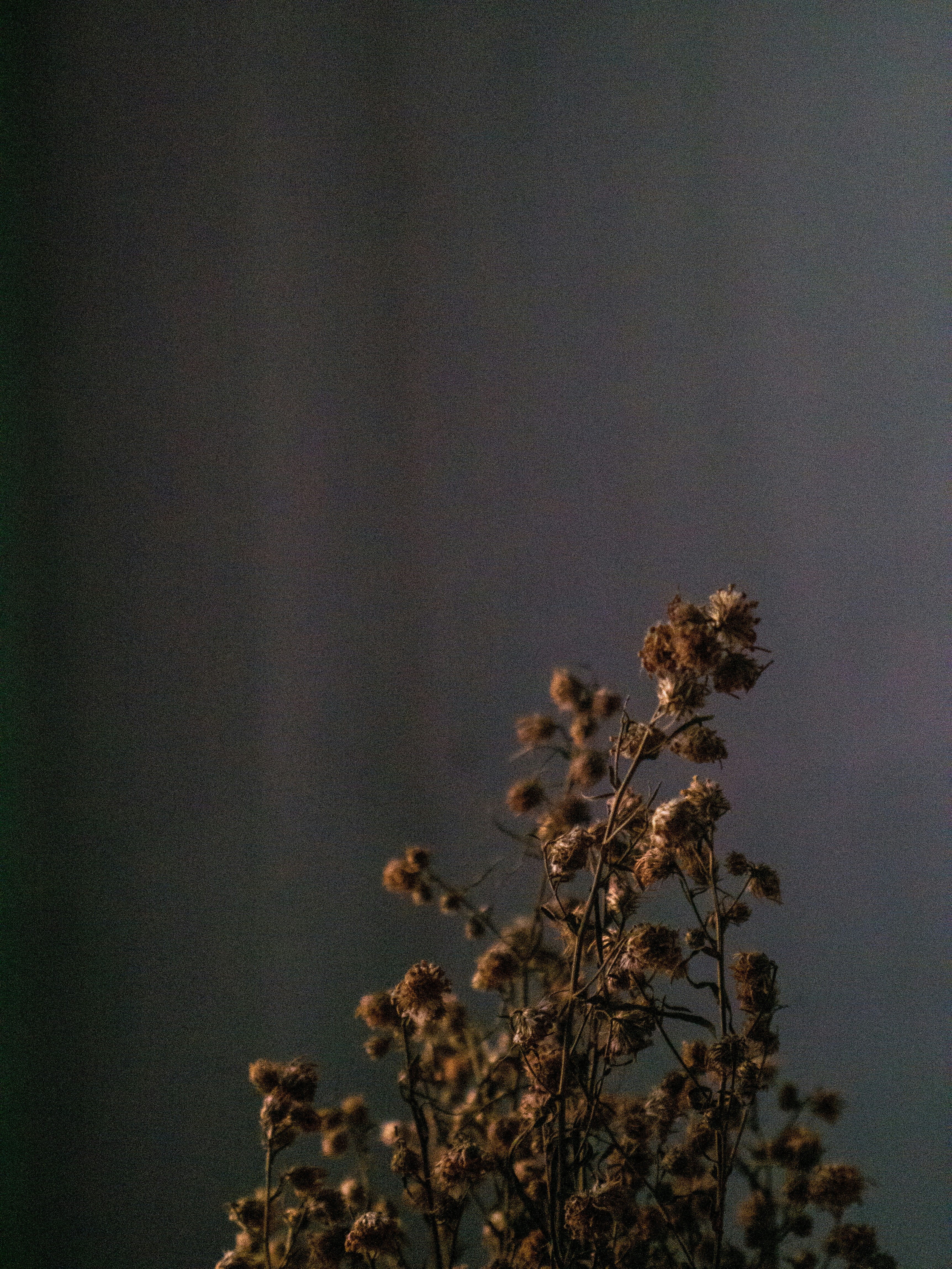 Desaturated Dune: A Cluster of Seed Heads Reaching Toward a Quiet Sky